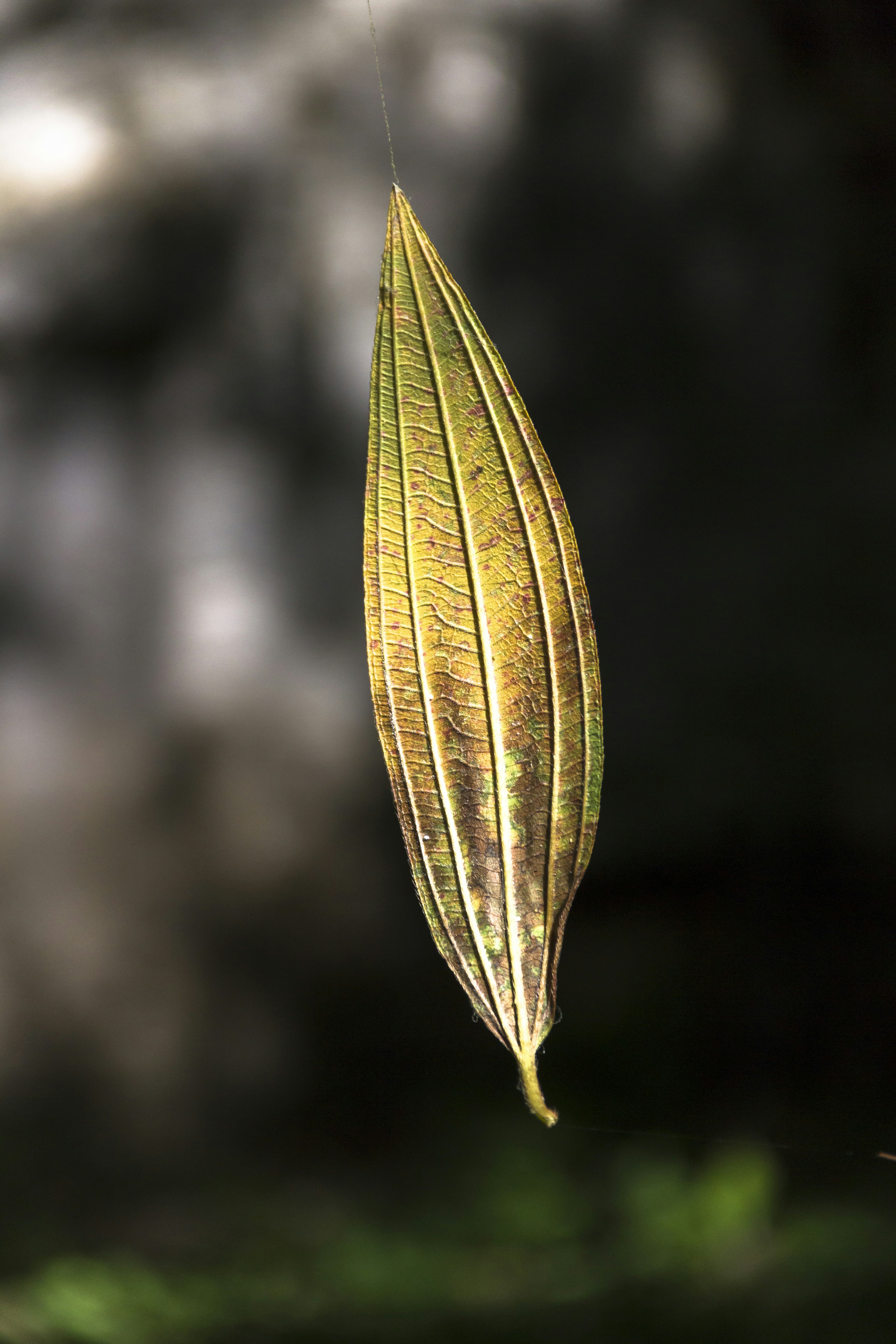 Lonely leaf in a soft fall of light