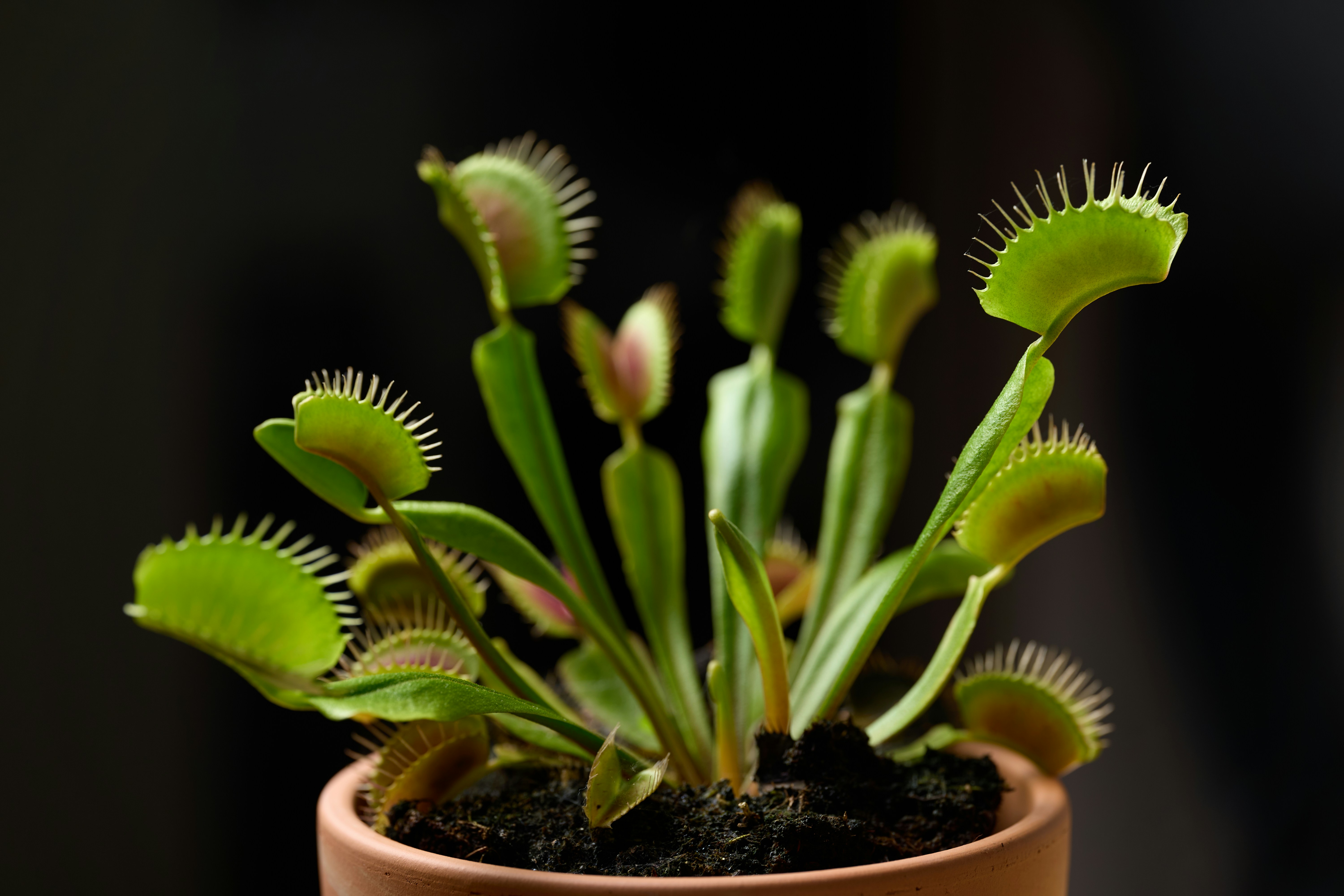 Venus Flytrap Garden Portrait: Petals of Green Precision