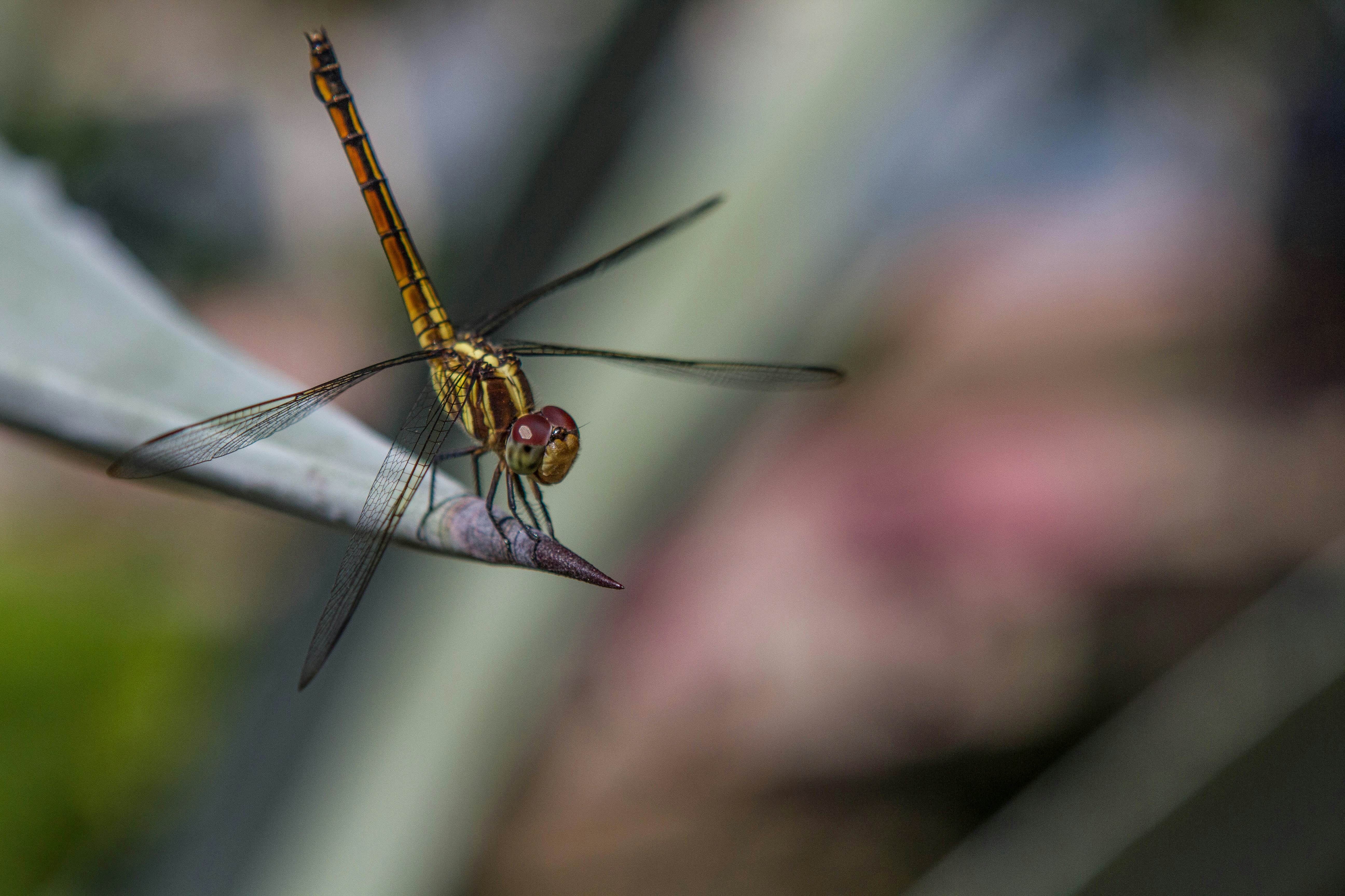 Midair Snapshot: A Dragonfly's Delicate Balance on a Glassy Reed