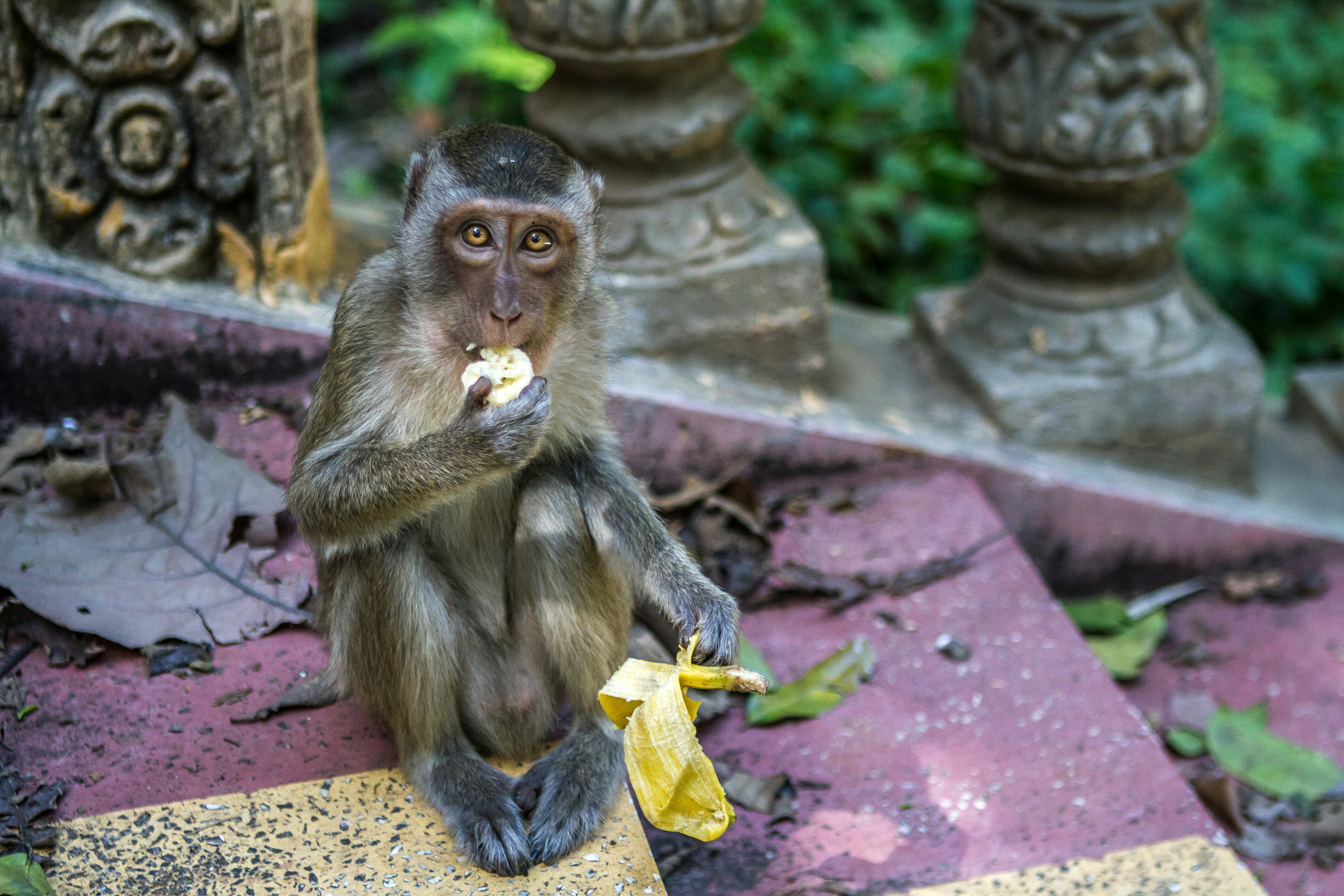 Banana Break under Stone Carvings