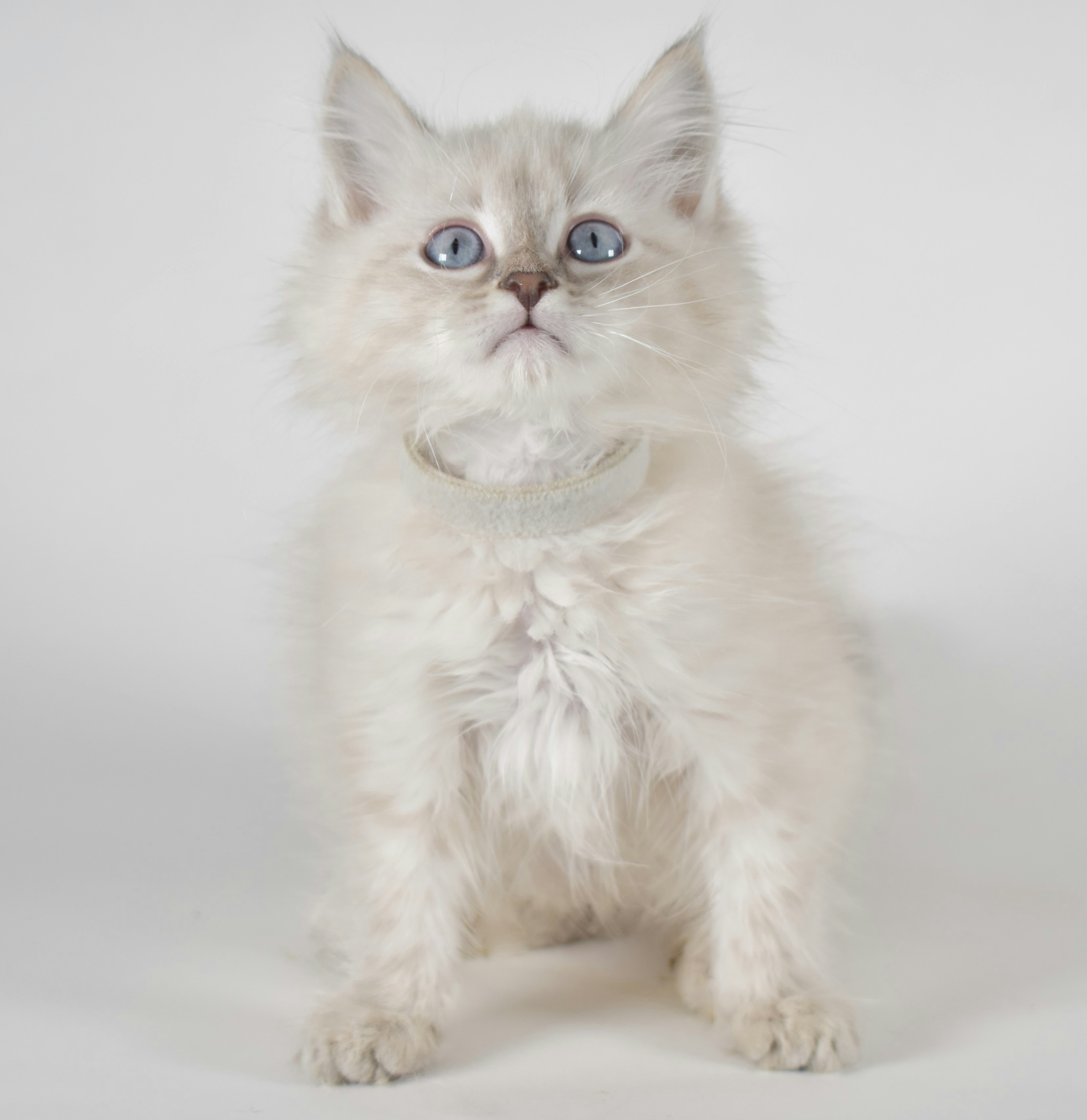 Eyes on the Cozy Fuzz: A Curious Kitten in Softstudio Light