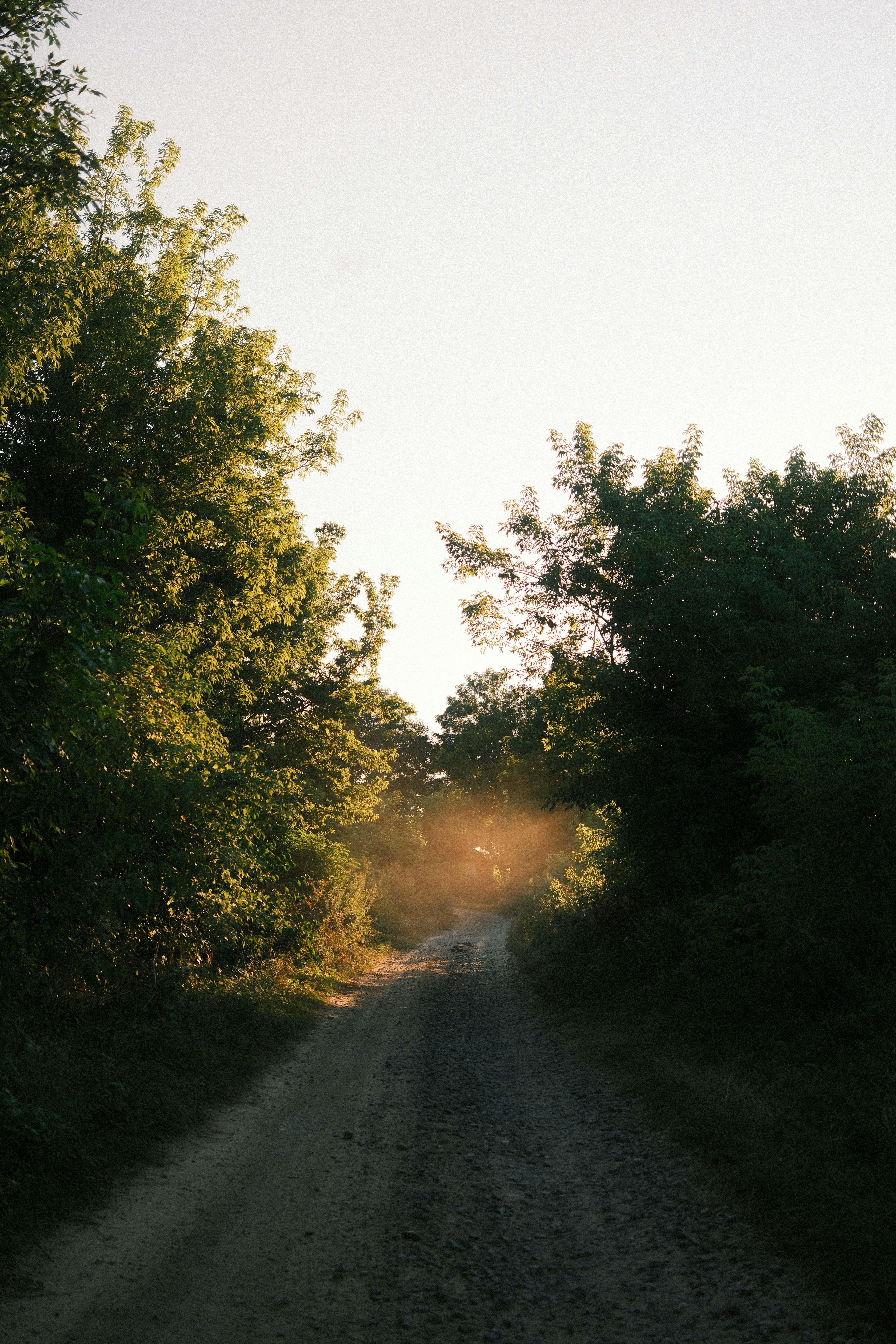 Dusty Dawn Road: A Sunlit Path Serene in the Woods