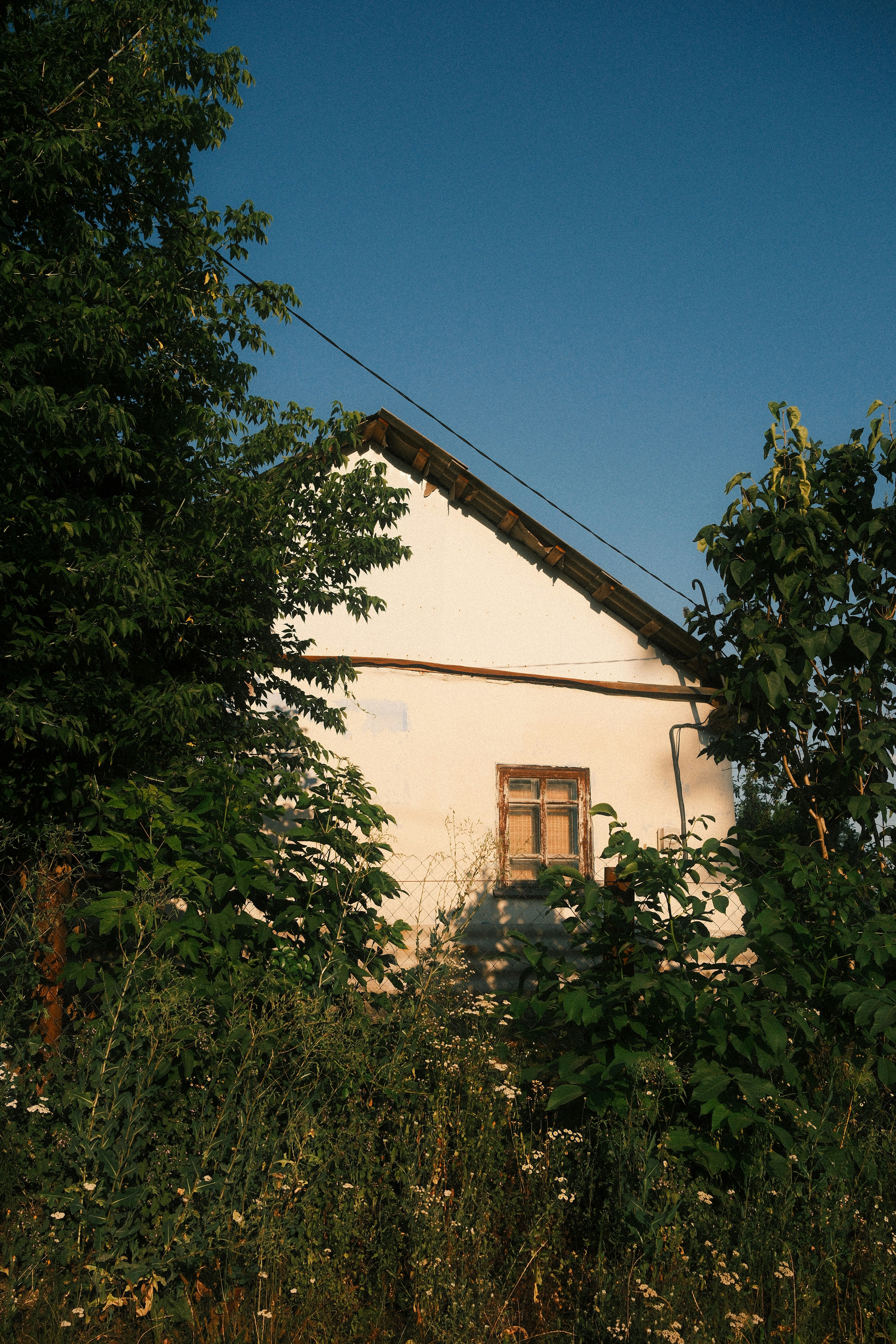 Sunlit Cottage Framed by Wild Growth