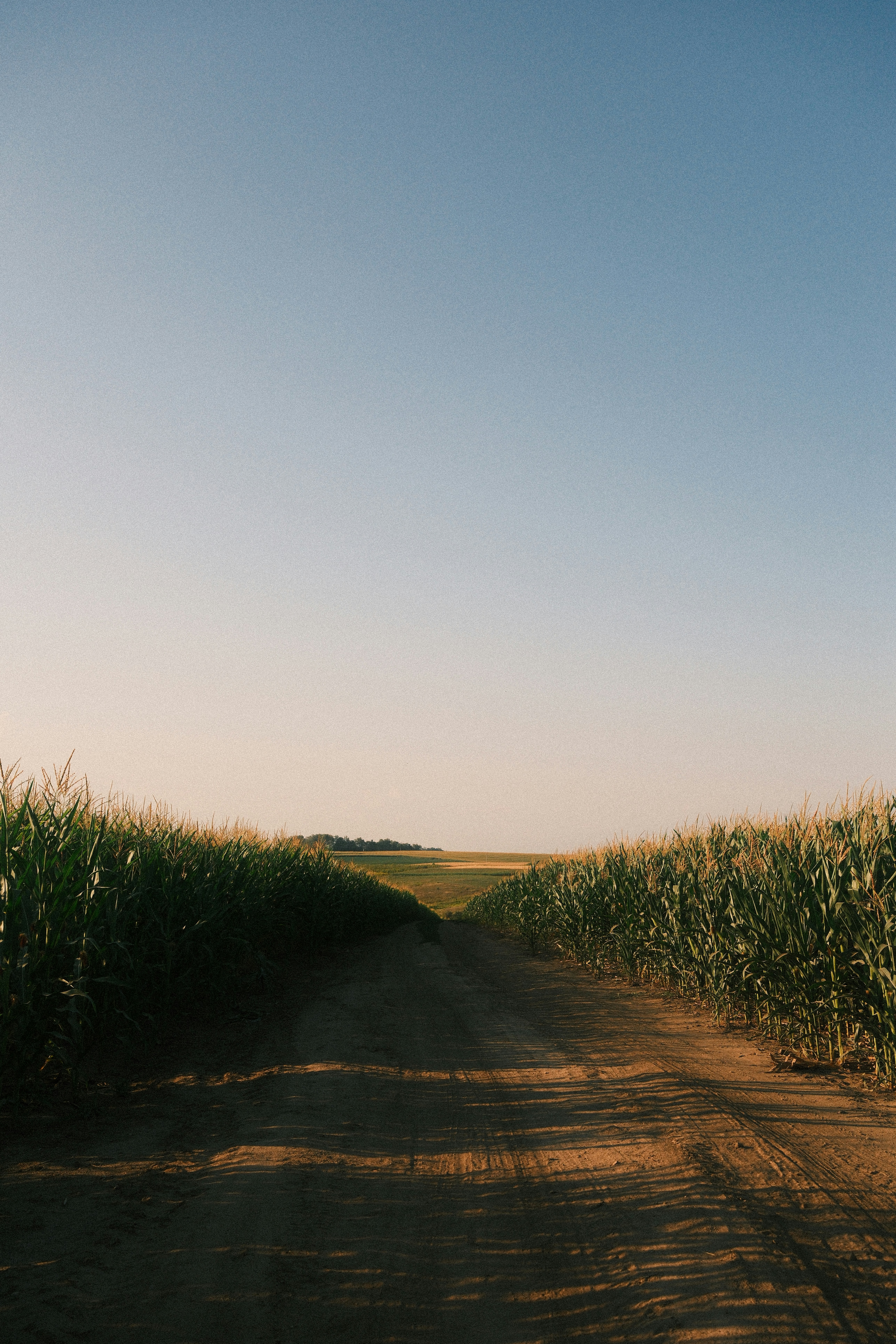 Rural Corridor: Sunrise Between Tall Green Rows