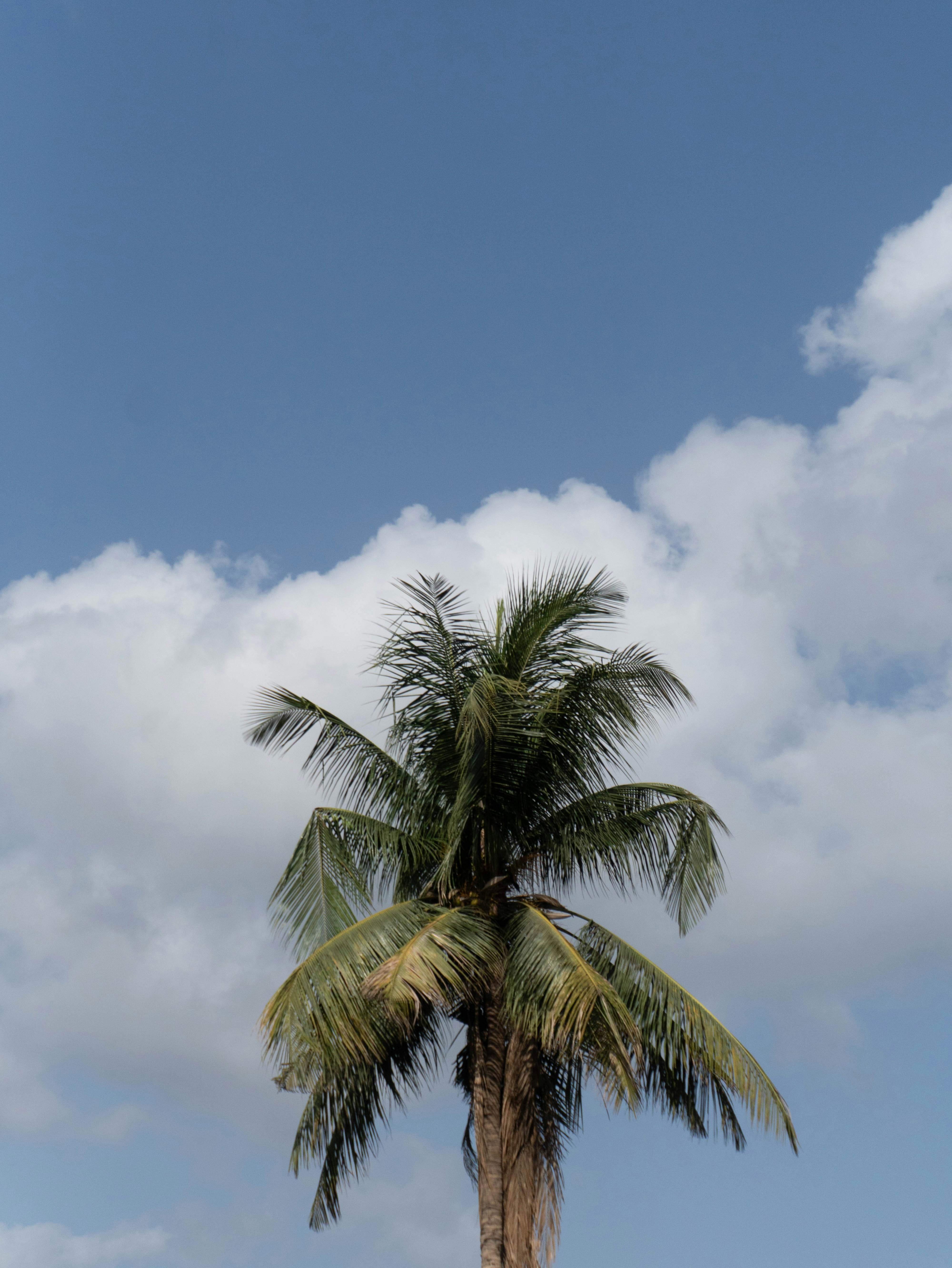 Tall palm tree reaching into a bright blue sky with white clouds, framed to emphasize the leafy crown. A natural landscape scene without people or man-made elements.