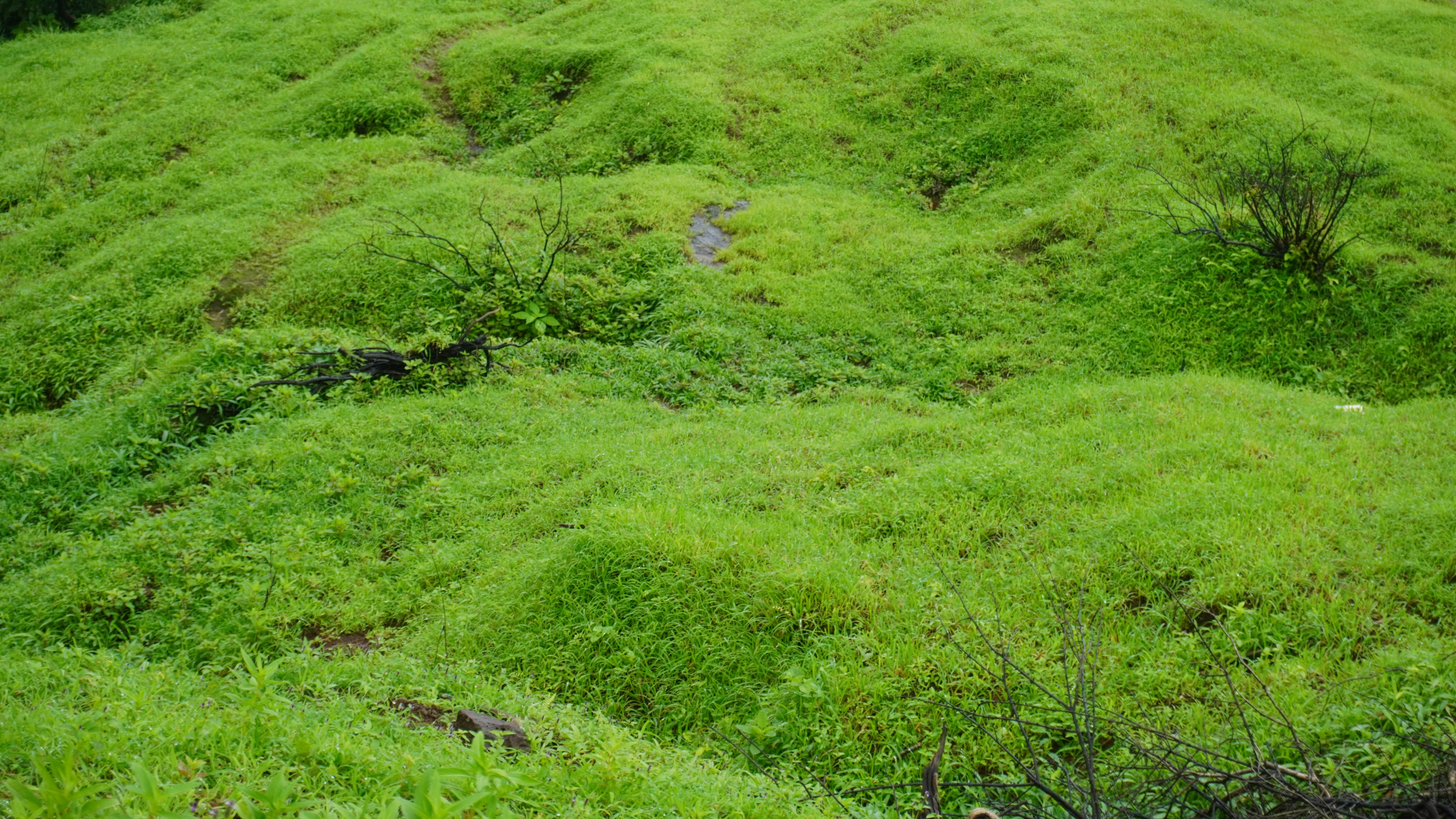 Emerald Foam: Mossy Rolling Hills Under Soft Light