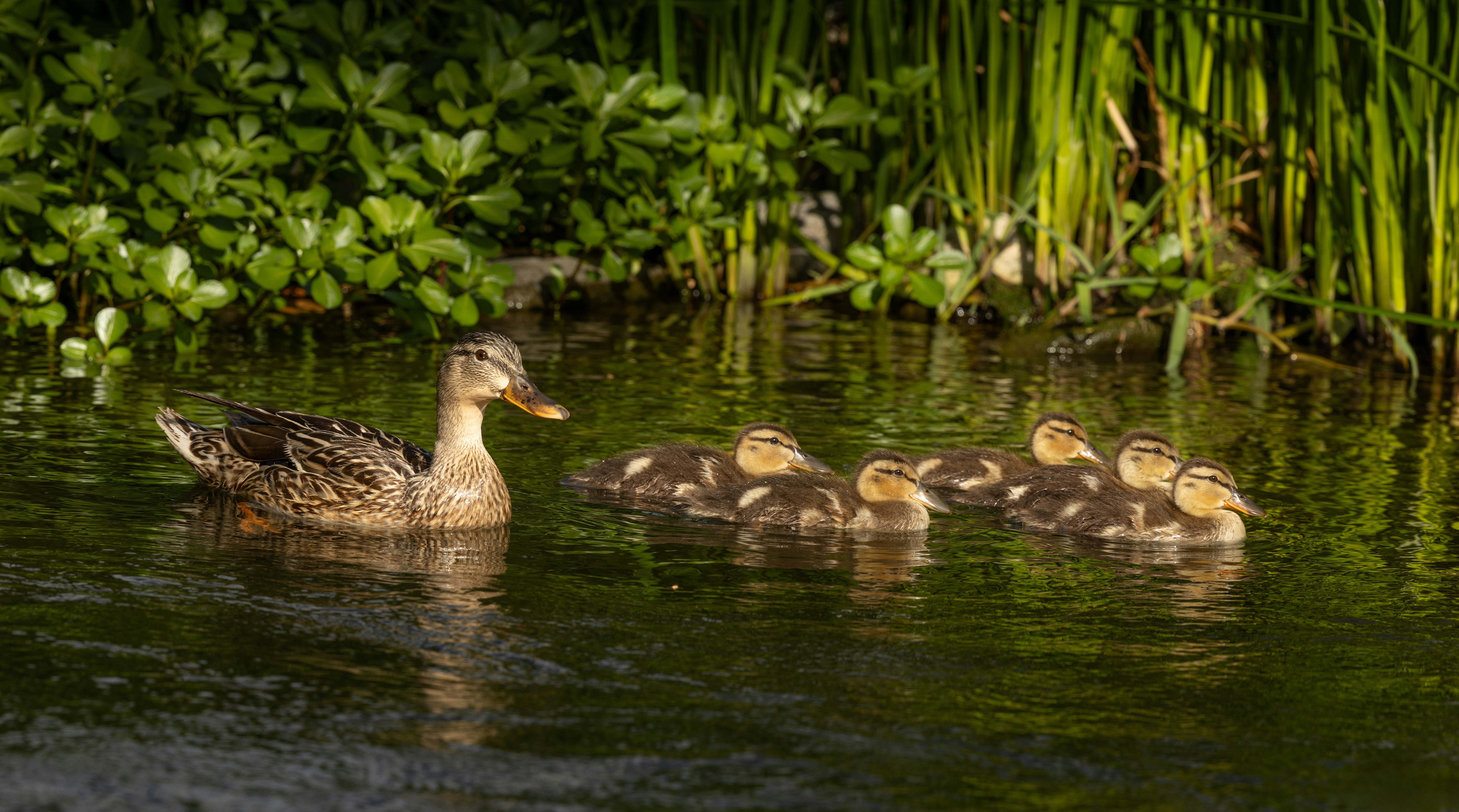 Mother Mallard Leads: A Seemingly Quiet Parade of Ducklings Across the Bank