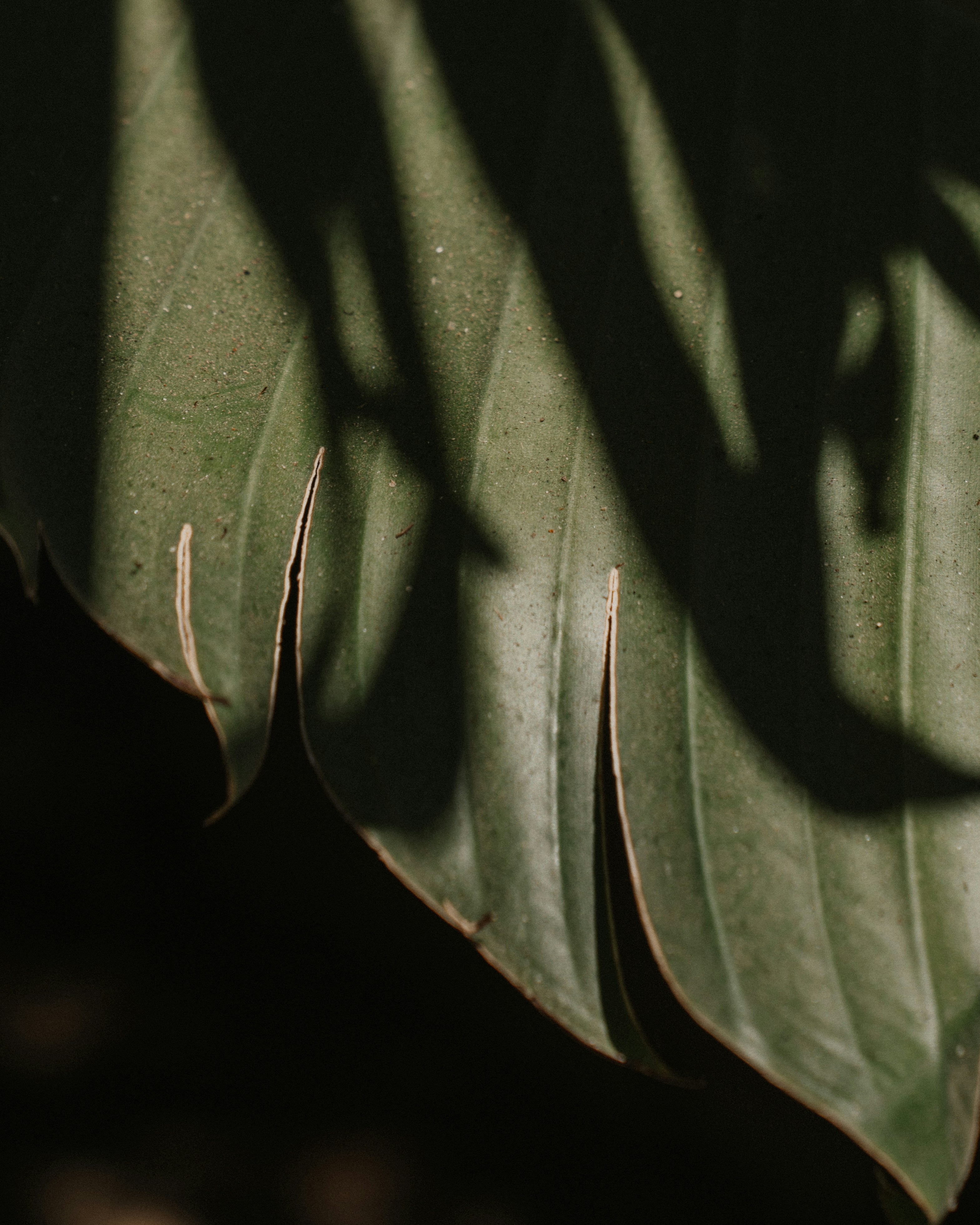 Shadowed Frond: A Close-Up of Veined Edges and Silhouetted Curves