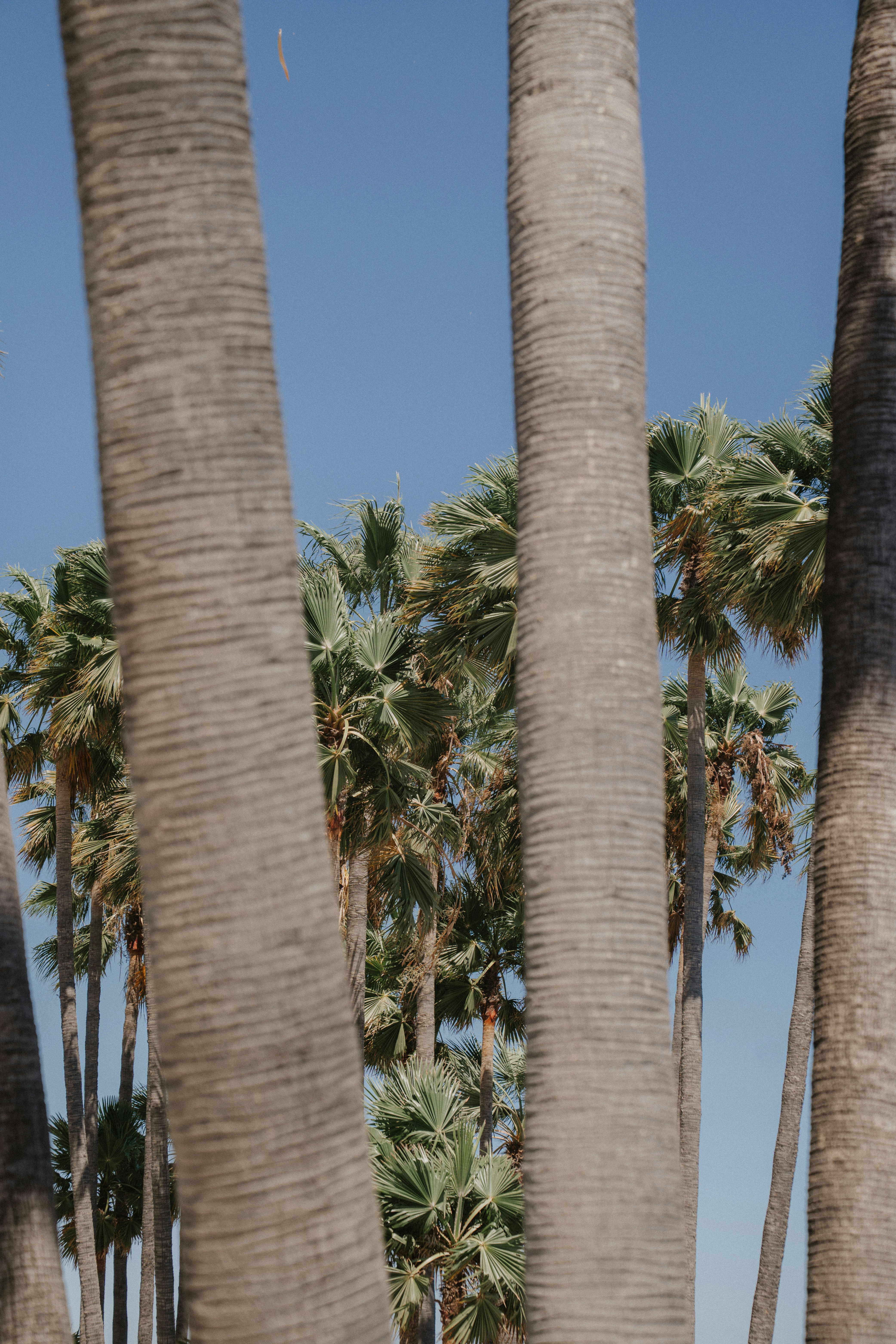 Tall palm trunks rise against a clear blue sky with lush fronds in the background, captured in bright daylight. This is a photographic scene featuring natural vegetation and a serene outdoor environment.