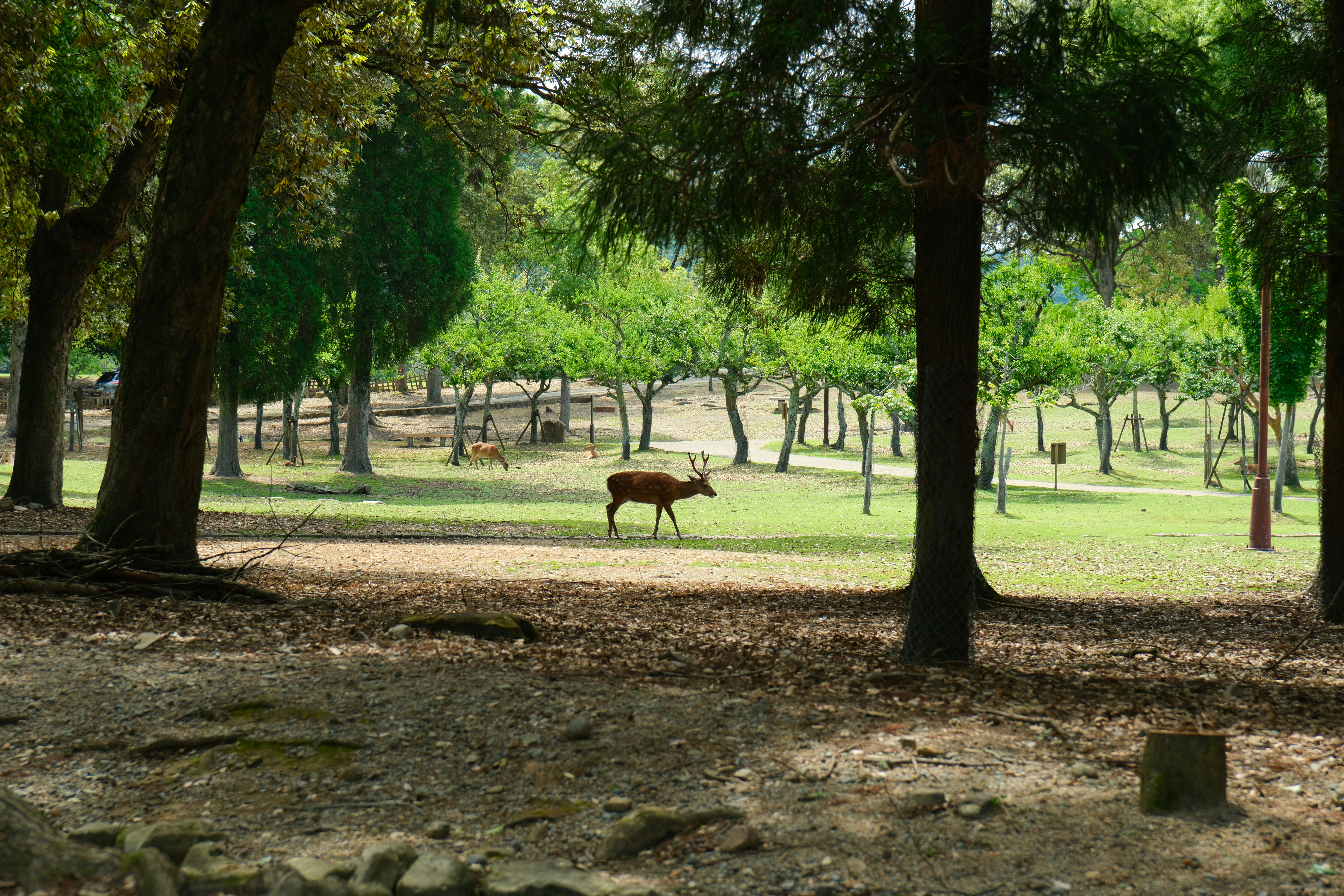 Deer Beyond the Dappled Pines