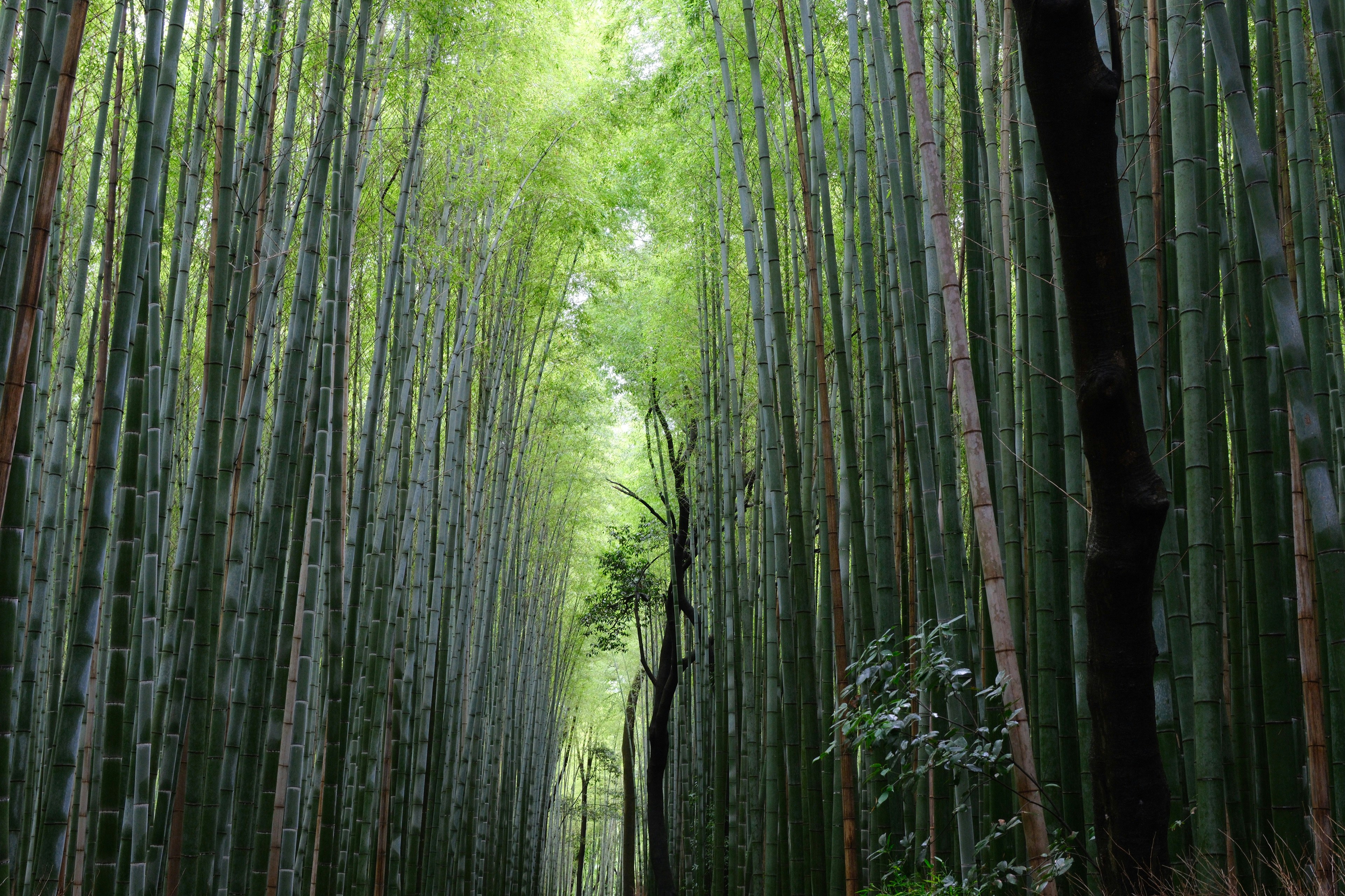 Emerald Corridor: A Bamboo Avenue Drenched in Soft Sunlight