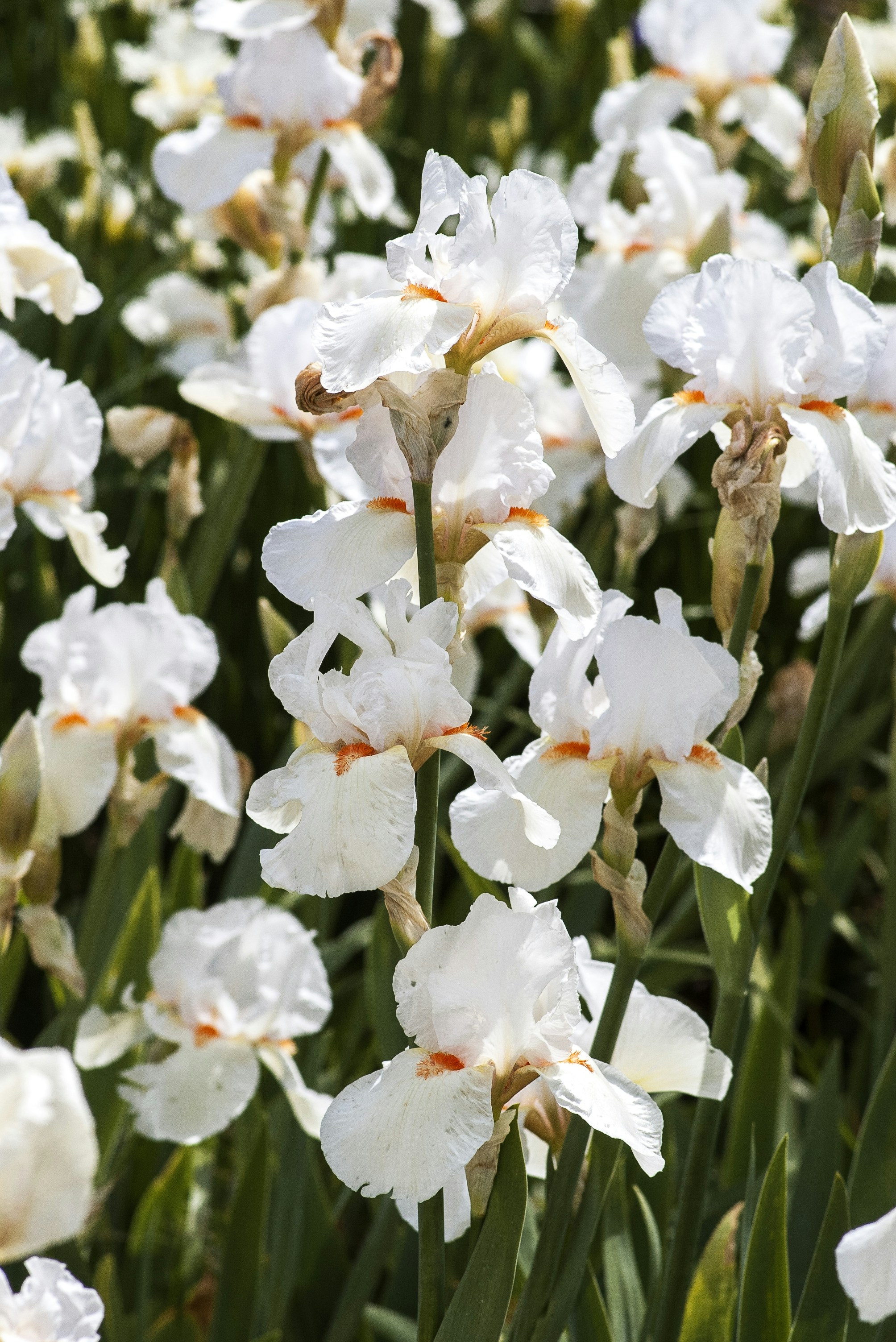 White Iris Meadow: Sunlit Stems Rising through Golden-Backlit Blooms