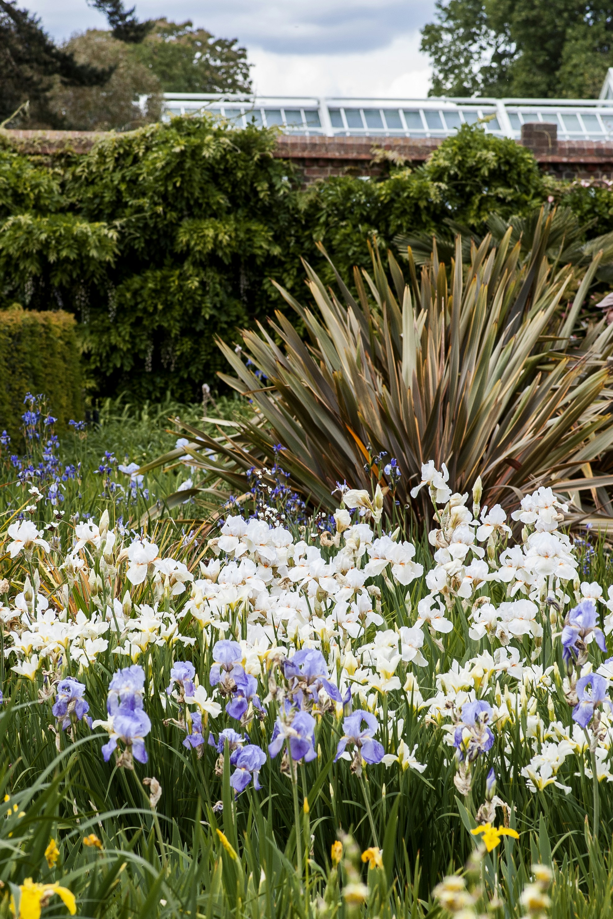 Floral Meadow in Front of a Greenhouse Ridge