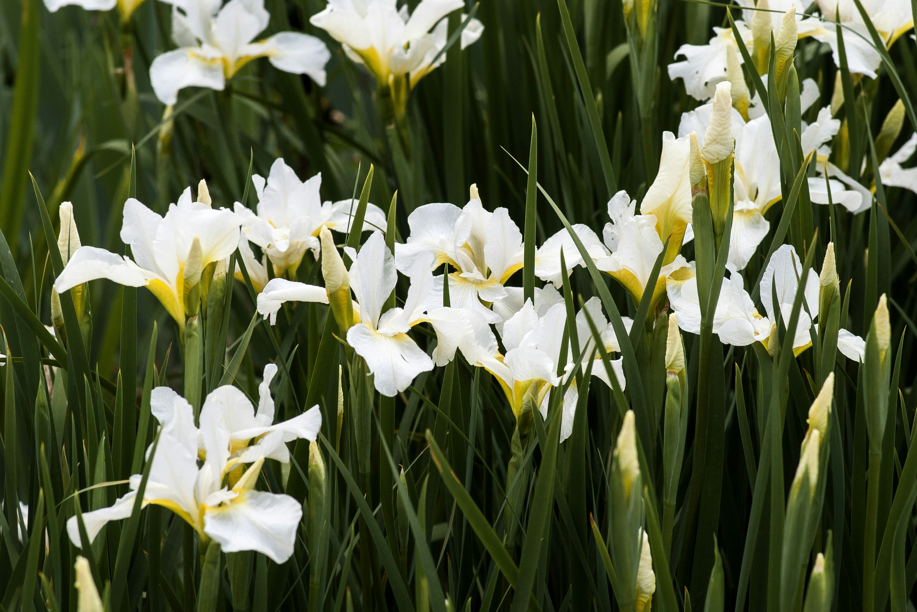 White Irises in a Sunlit Meadow
