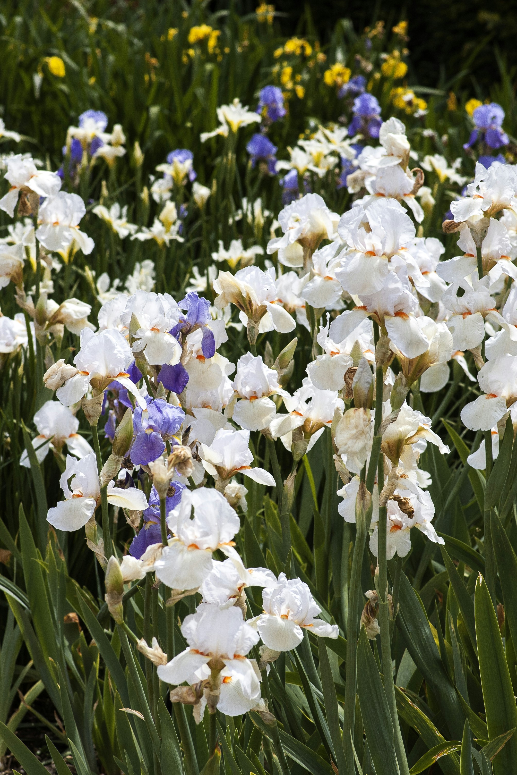 Iris Chorus: White and Violet Blooms in Sunlit Bed
