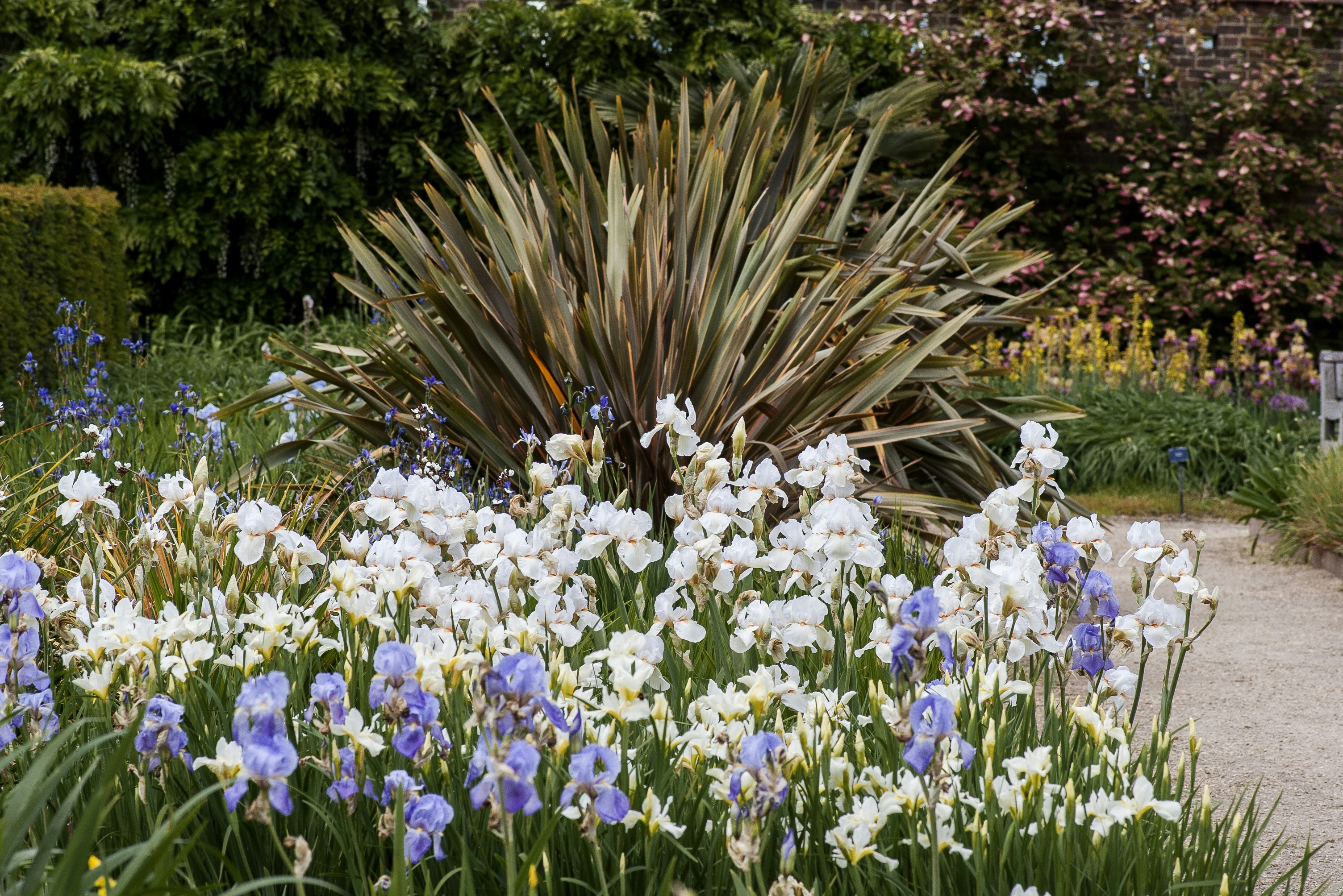 White irises quilt a sunlit garden under a spiky centerpiece