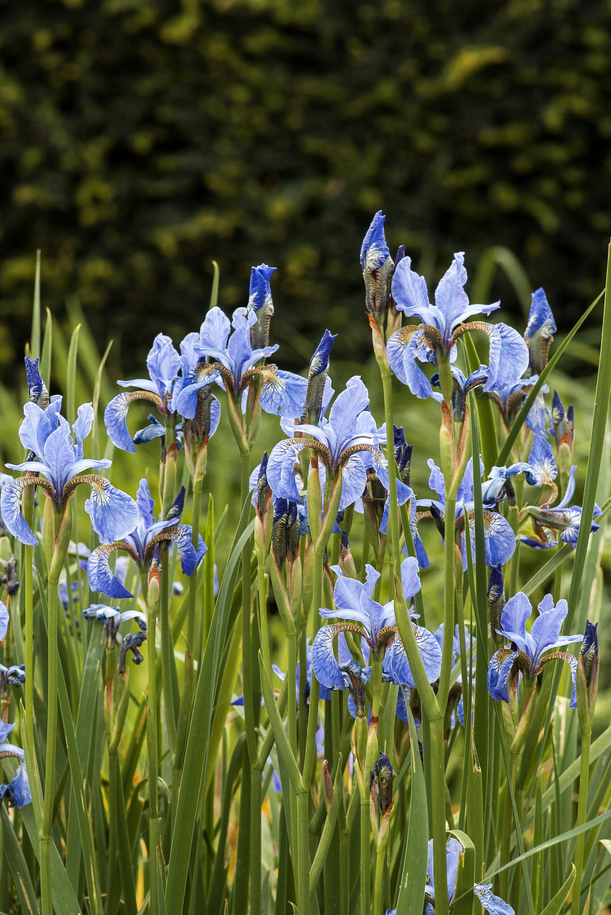 Blue Iris Meadow: A Sunlit Patch of Delicate Indigo