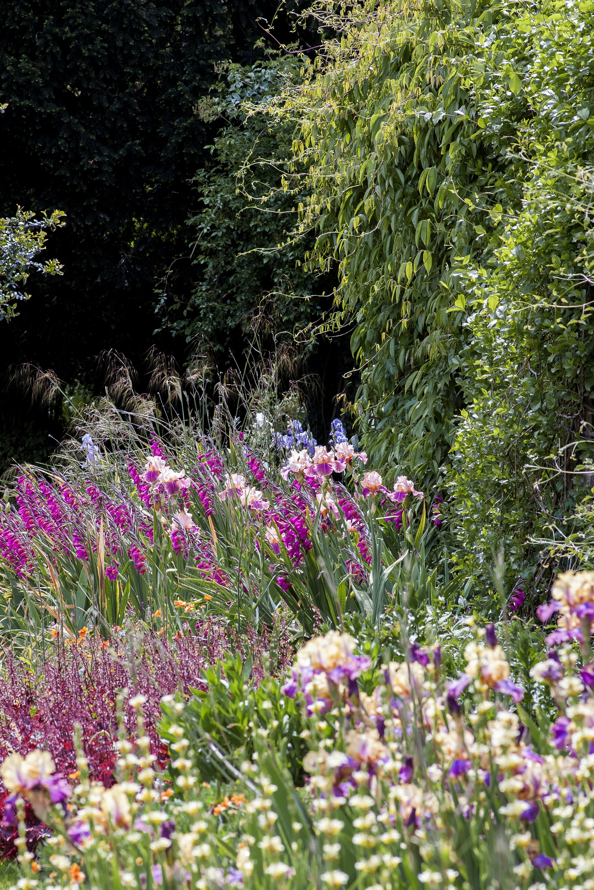 Blooming Border under Dappled Canopy