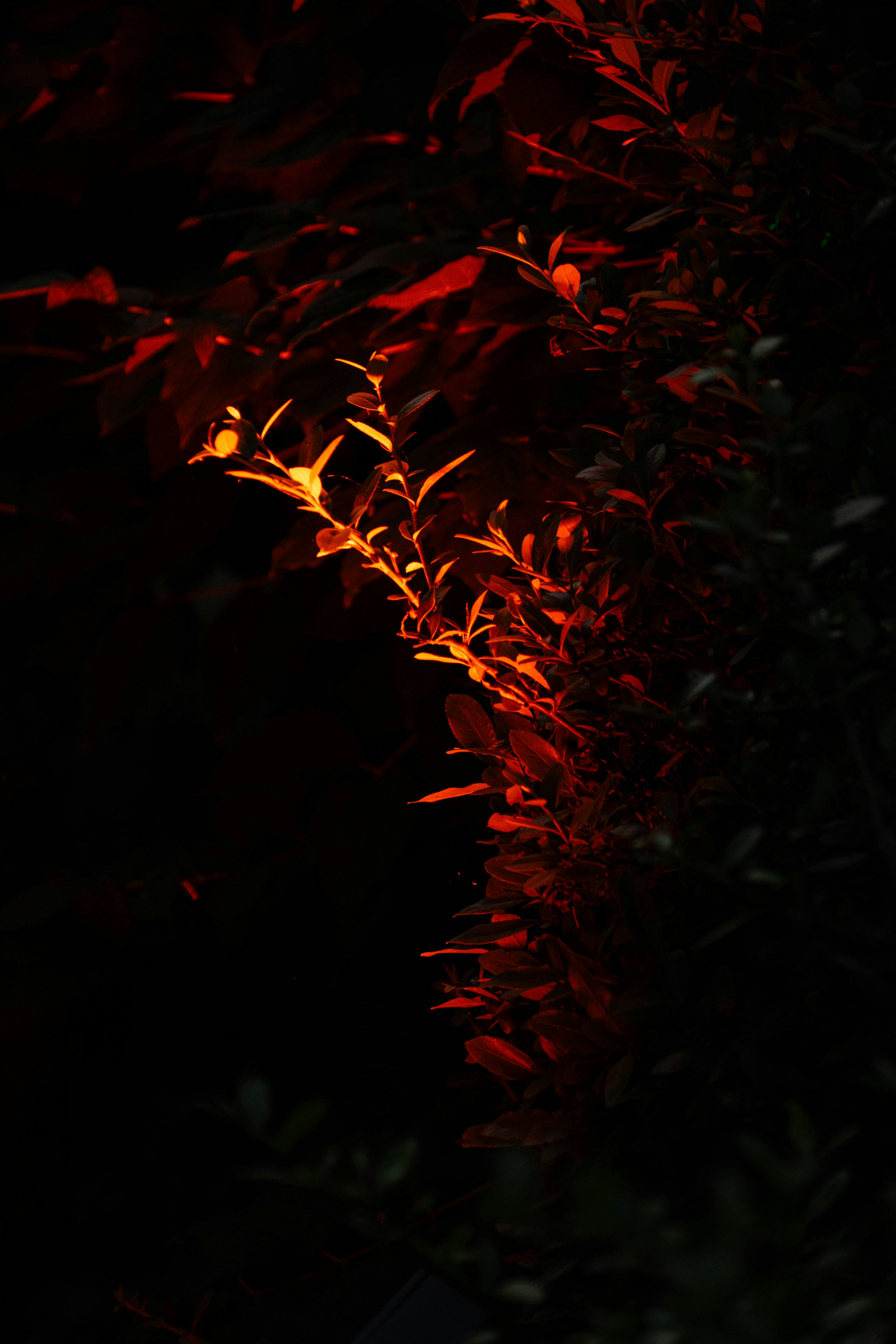 Luminous Ember: A Vein of Warm Flame Across Night foliage