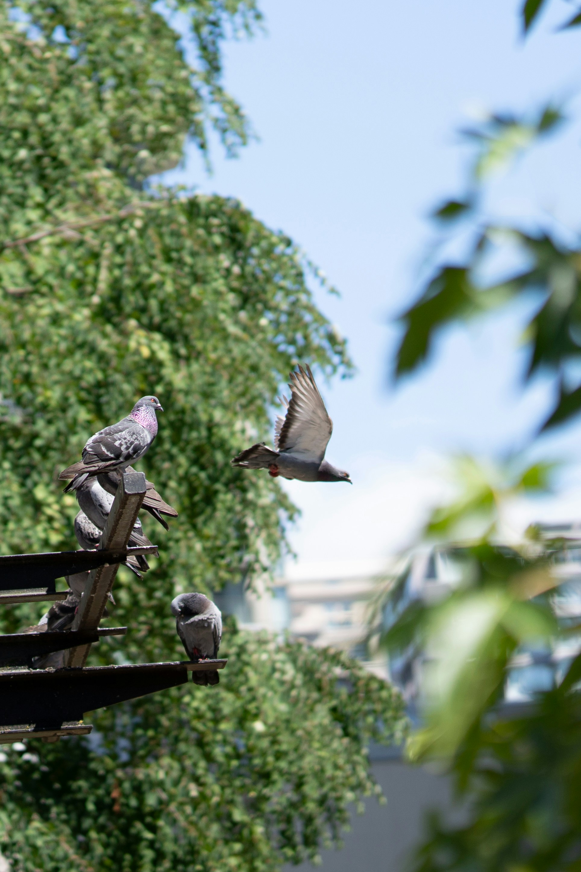 Pigeon Court: The Perched and the Takeoff