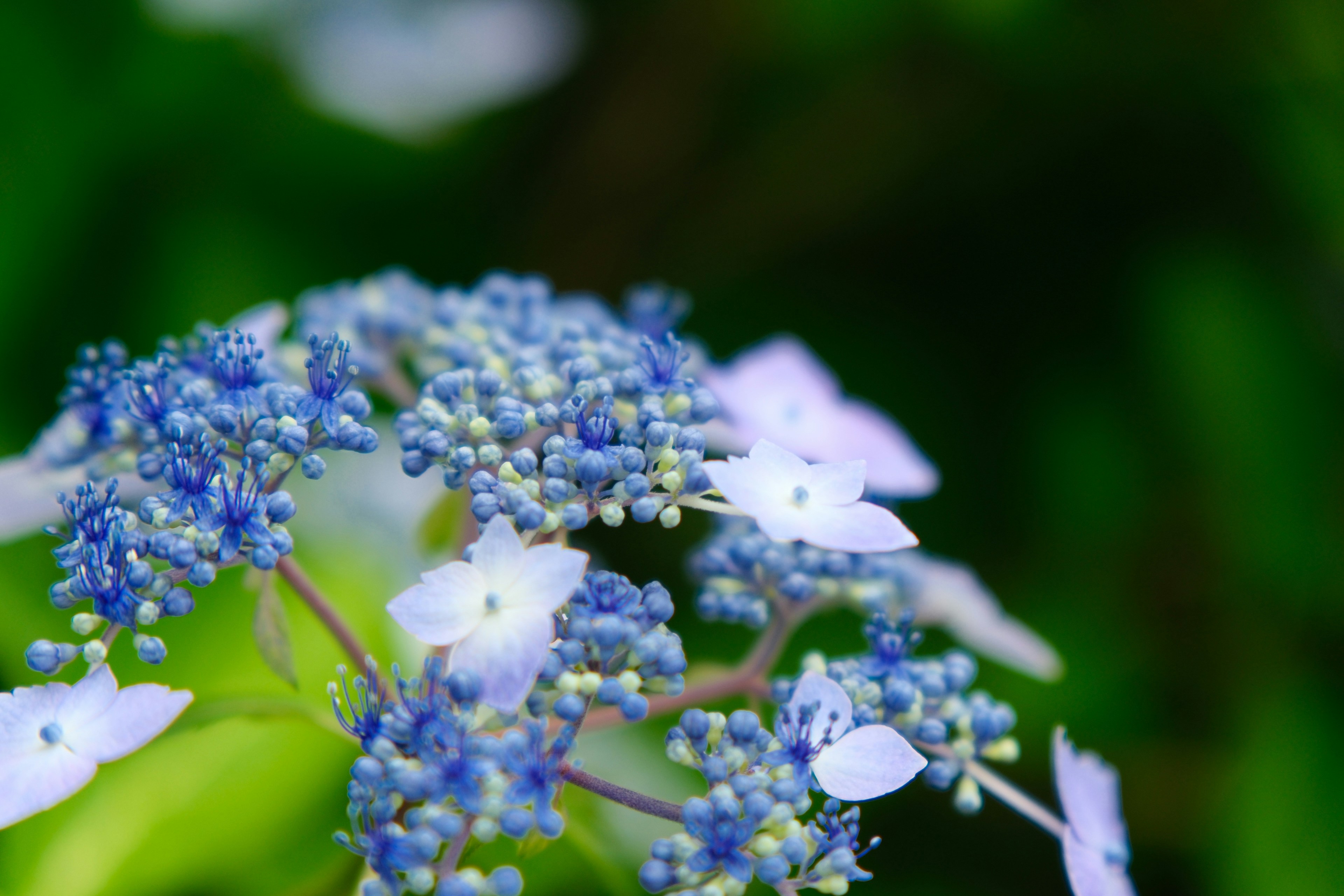 Blue Lace: A Close-Up of Hydrangea Bouquets in Quiet Green