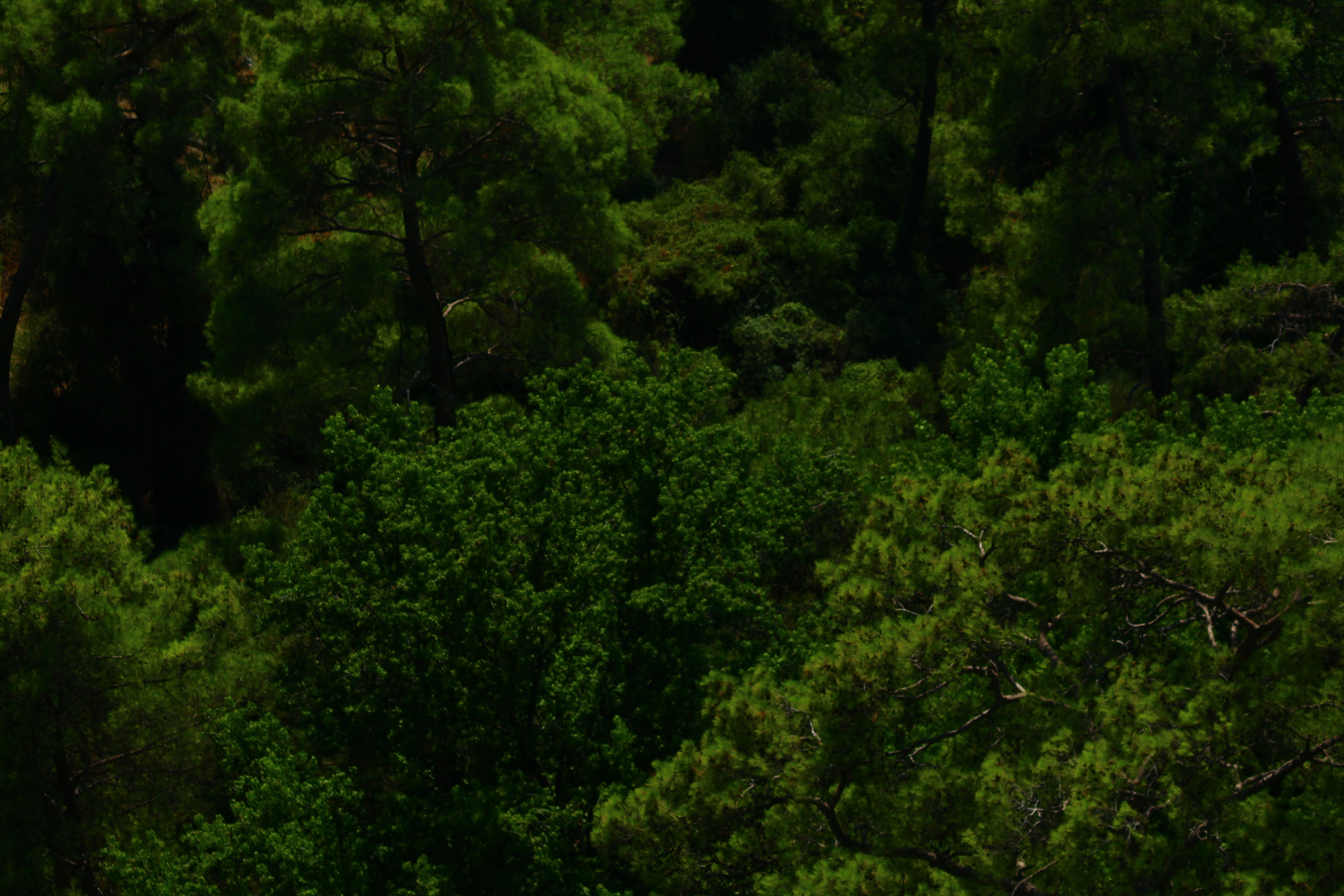 Dense forest canopy with vibrant green foliage and shadows among the trees. A tranquil, nature-dense shot highlighting texture and depth in a broad landscape.