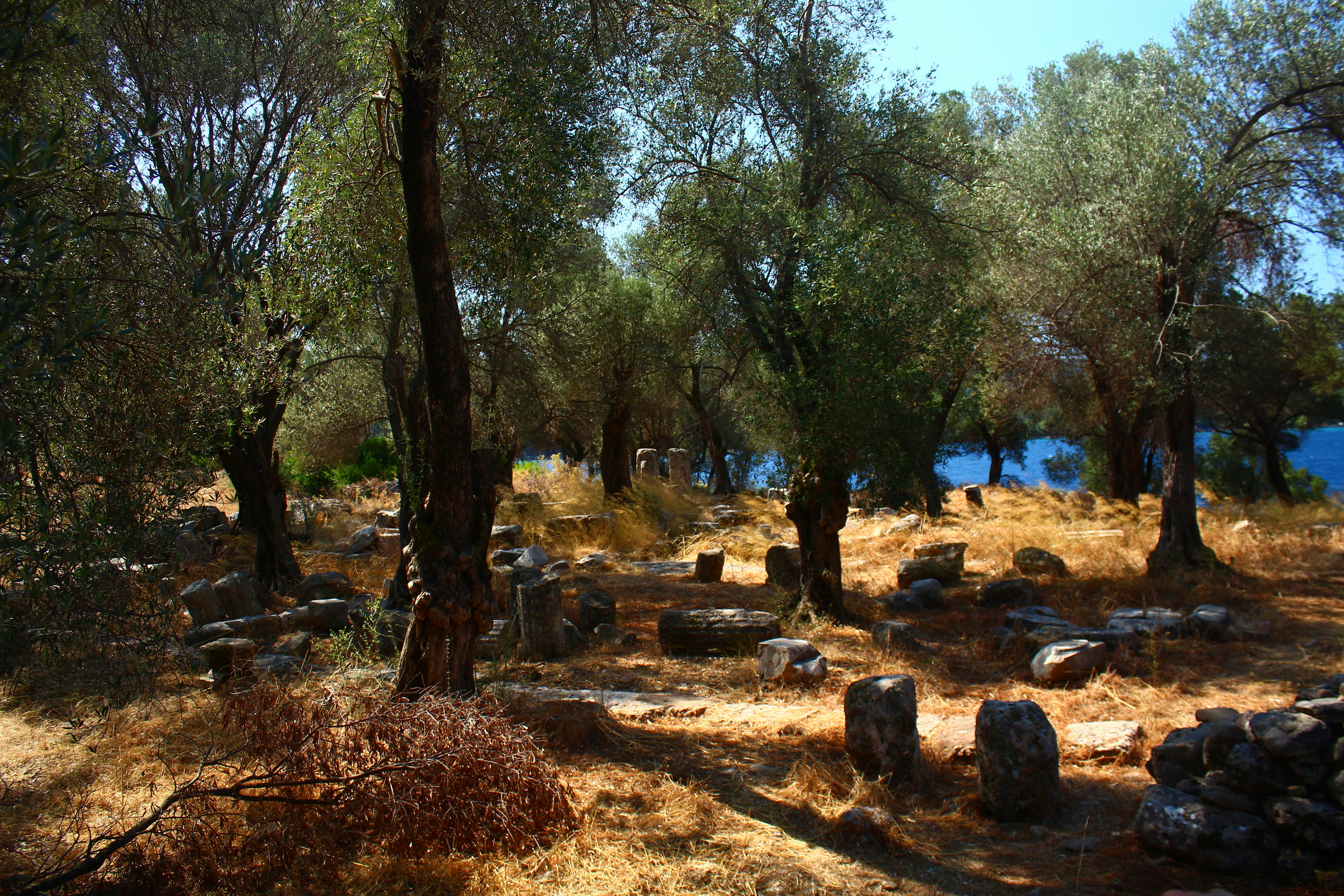 Sunlit Grove of Ancient Stones by the Shore