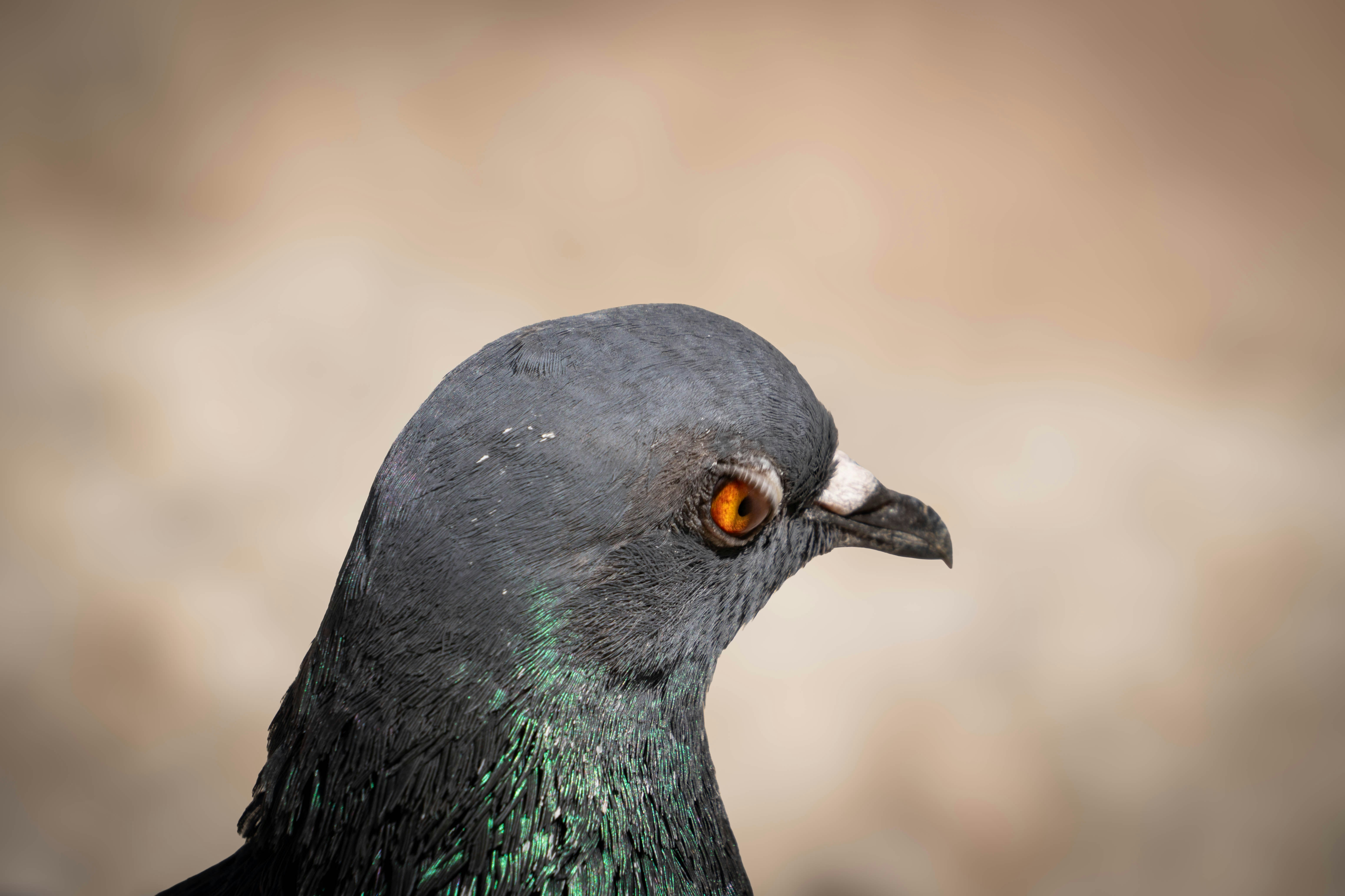 Iridescent Gaze: Close Portrait of a Rock Pigeon