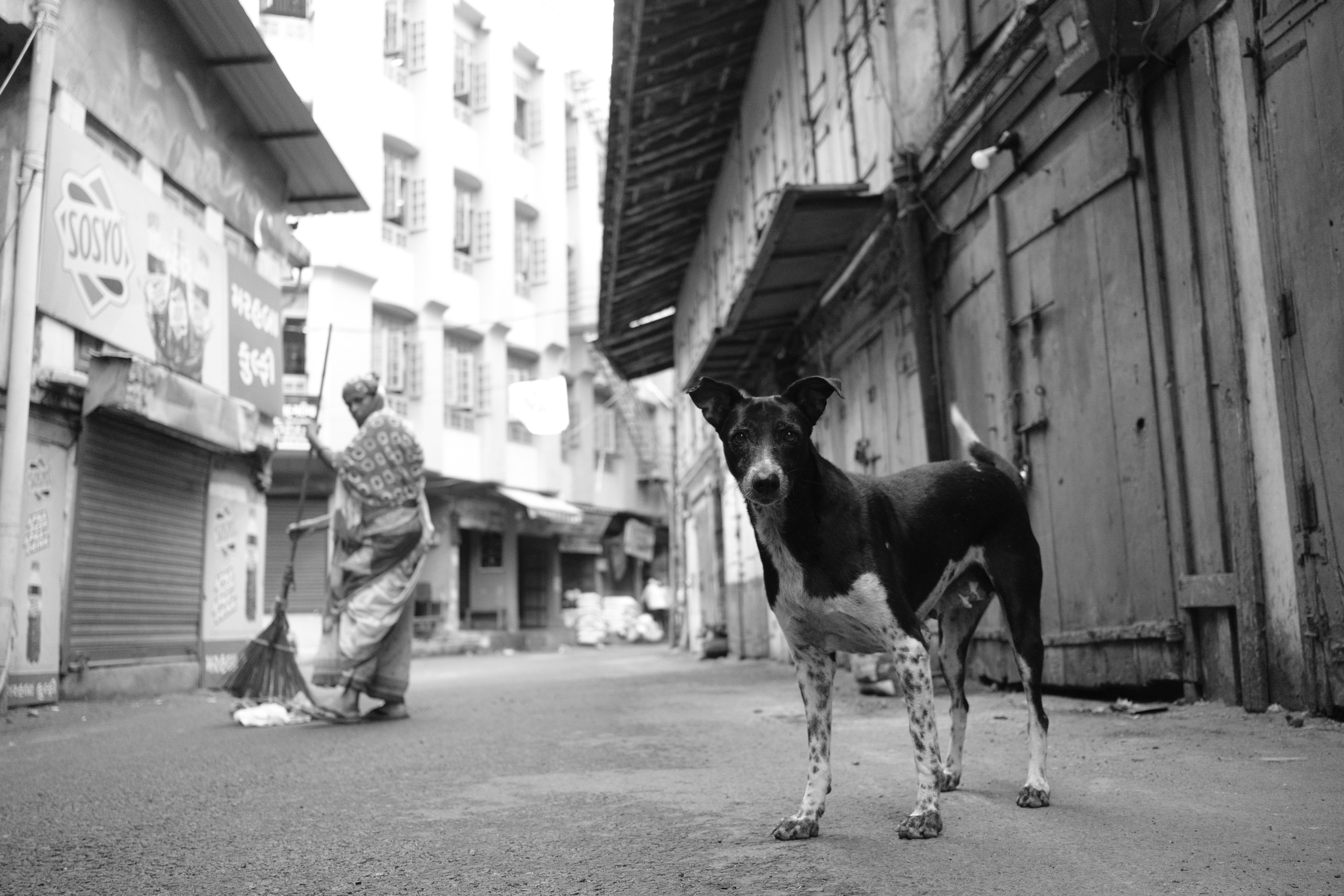 Wait at the Edge: A Street Scene with a Guarded Stray