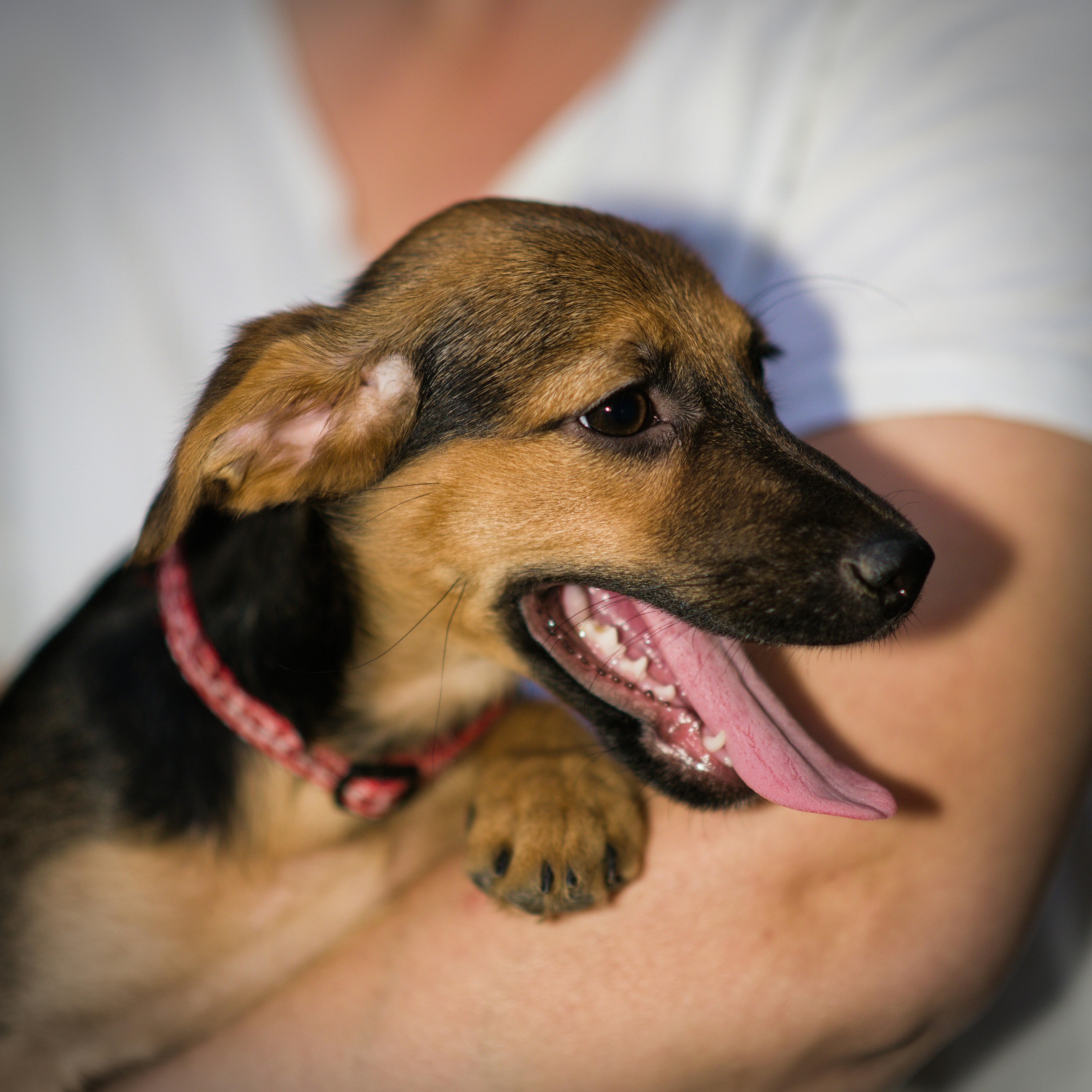 Joyful Pup in Soft Focus: A Beagle Mix Portrait in Gentle Lighting
