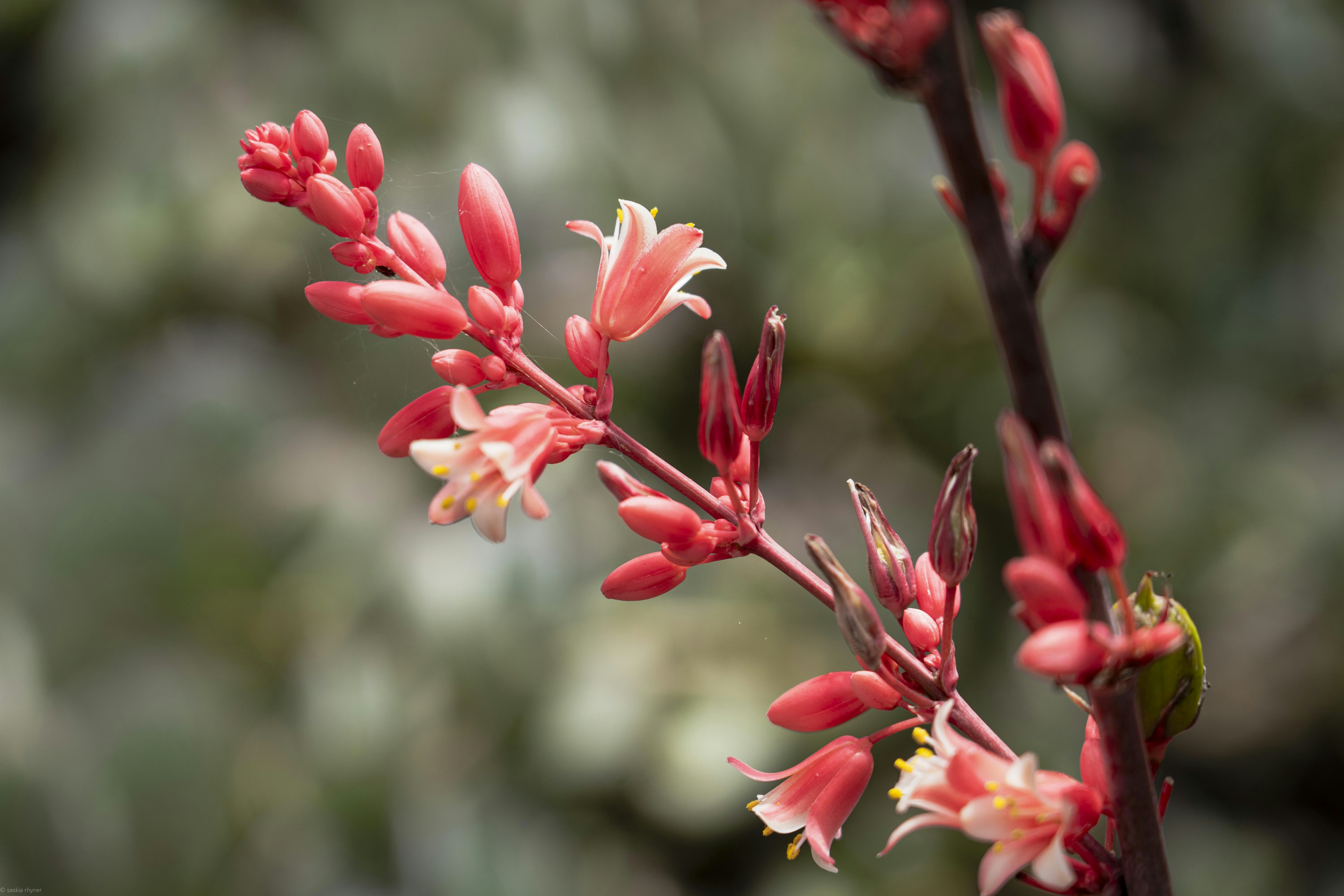 Crimson Bloom Arc: A Slim Stem of Coral Red Flowers