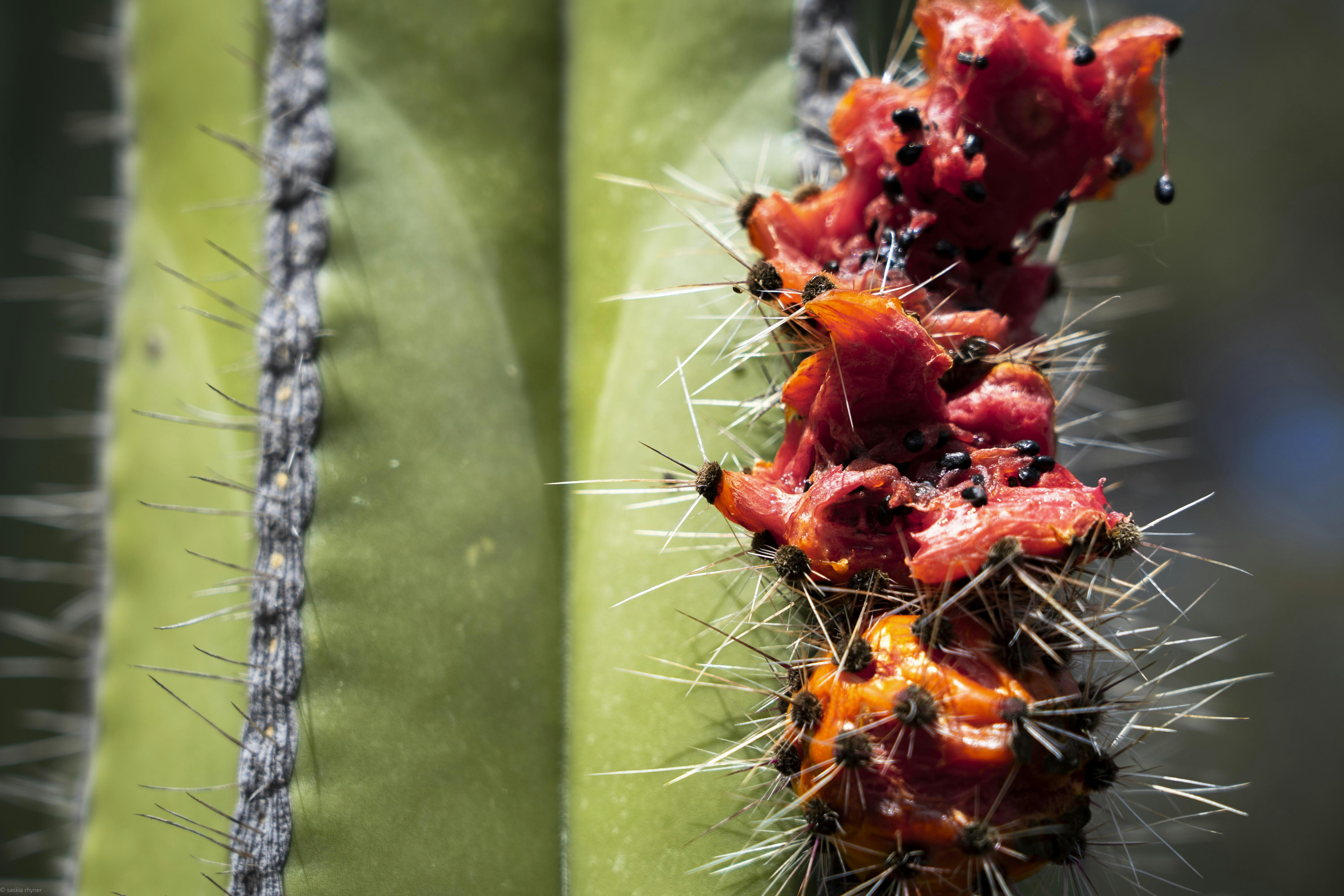 Red Cactus Spike Nucleus: A Close-Up of Texture and Thorned Bloom