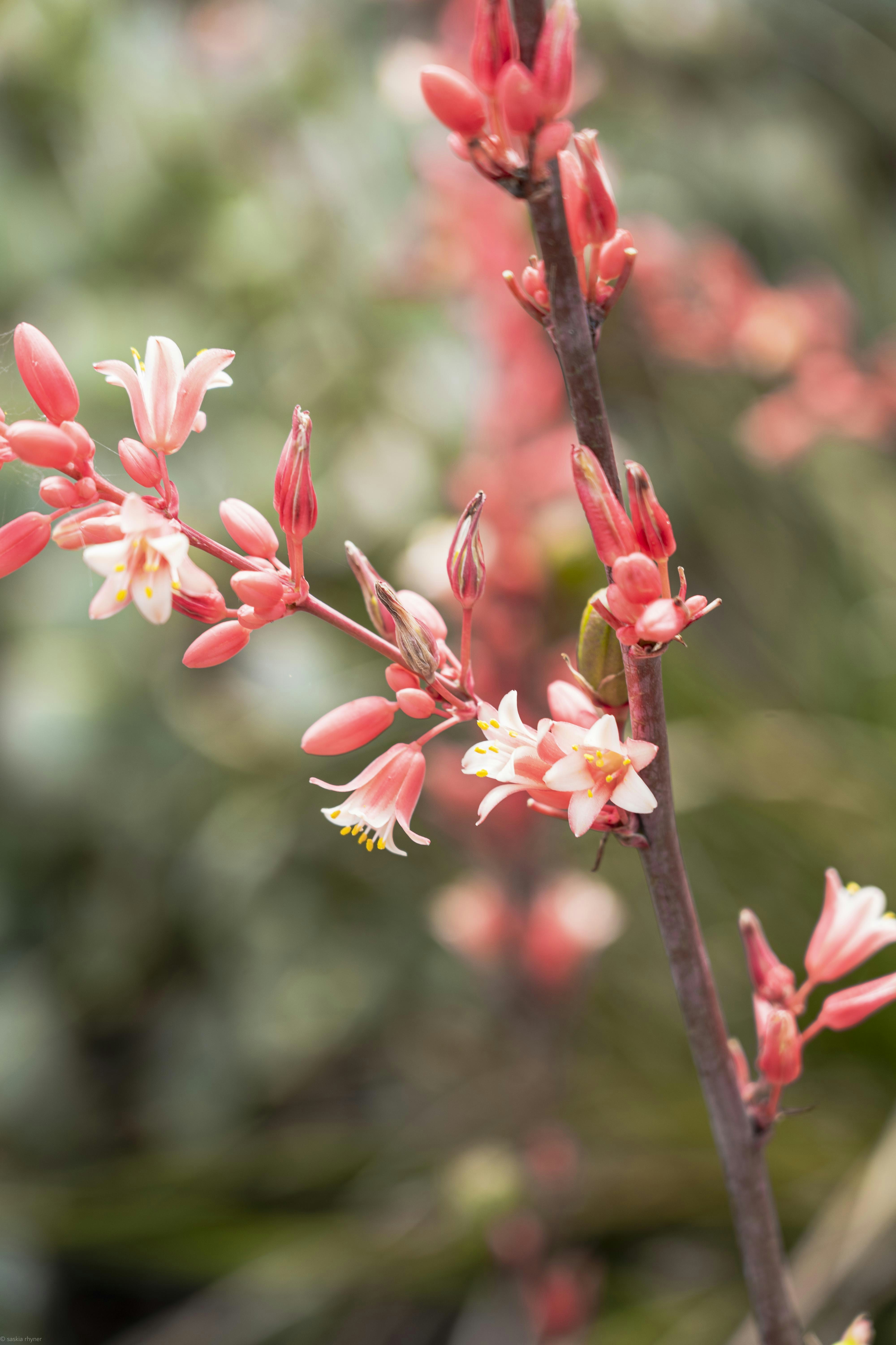 Blossoms in Soft Focus: Coral Pink Spikes