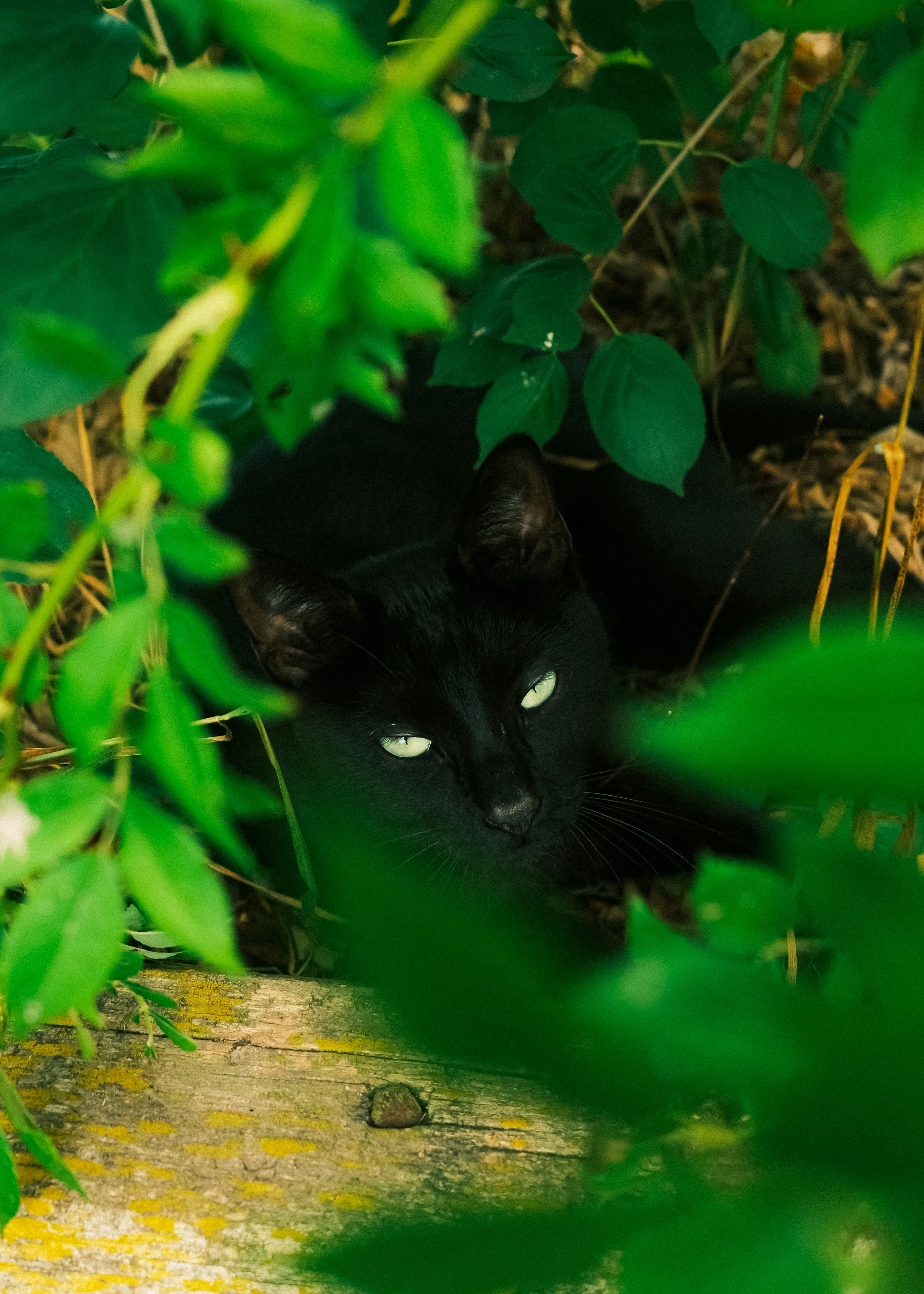 Hidden in the Green: A Black Cat Emerges with Pale Eyes