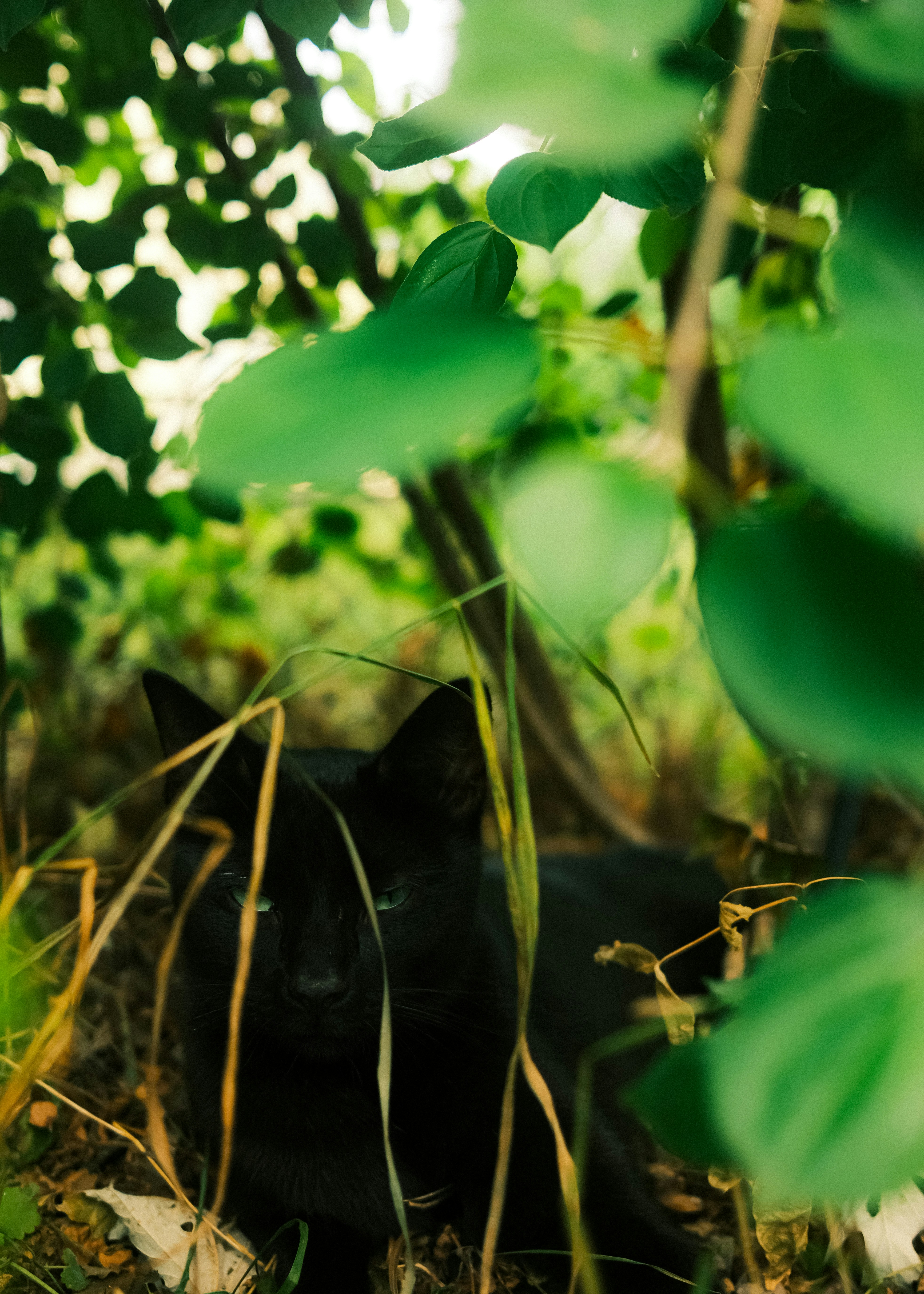 Hidden in the Foliage: A Black Cat Amid Green Veil