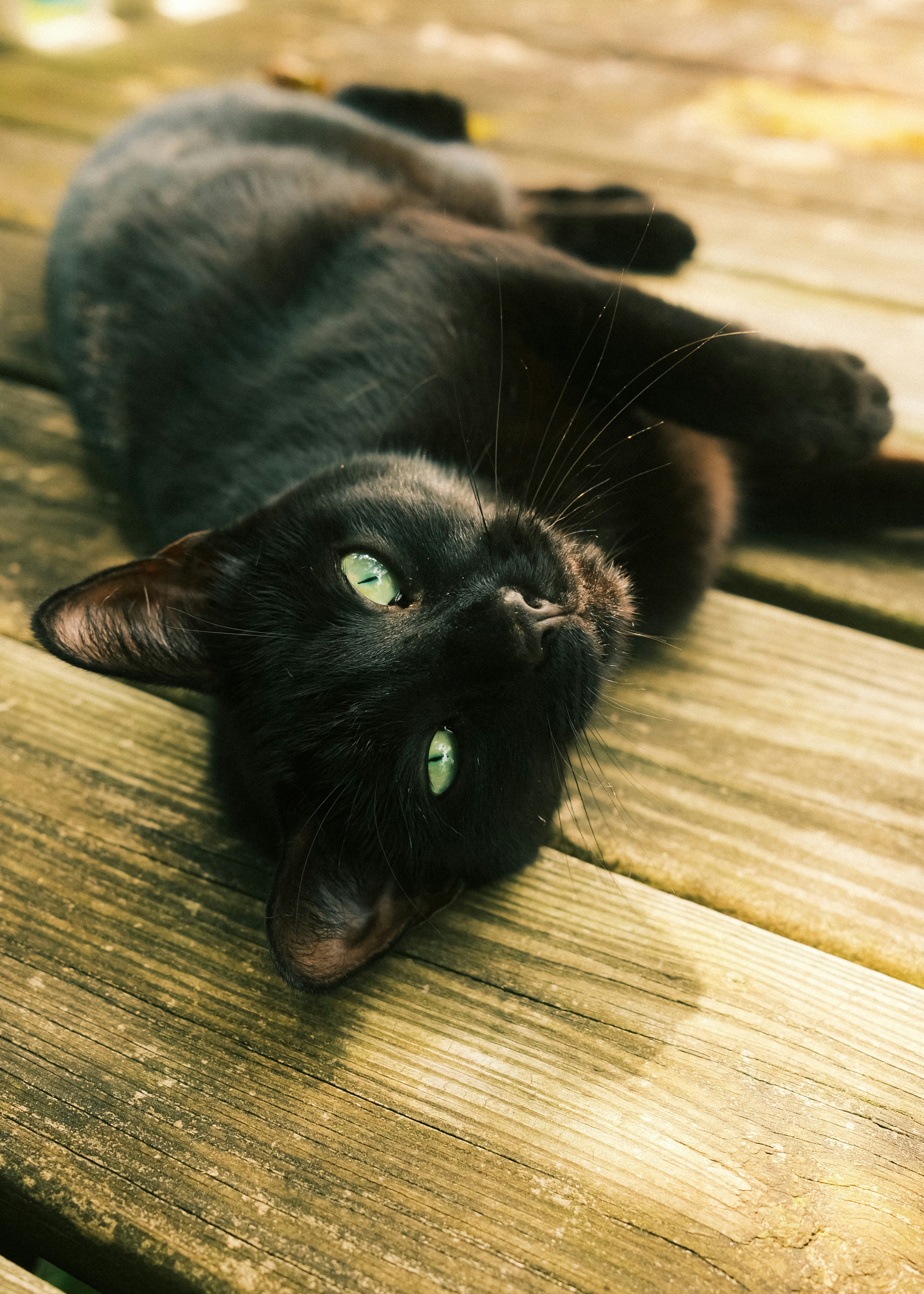 Green-Elephant-eyed Cat: A Languid Pose on Warm Planks
