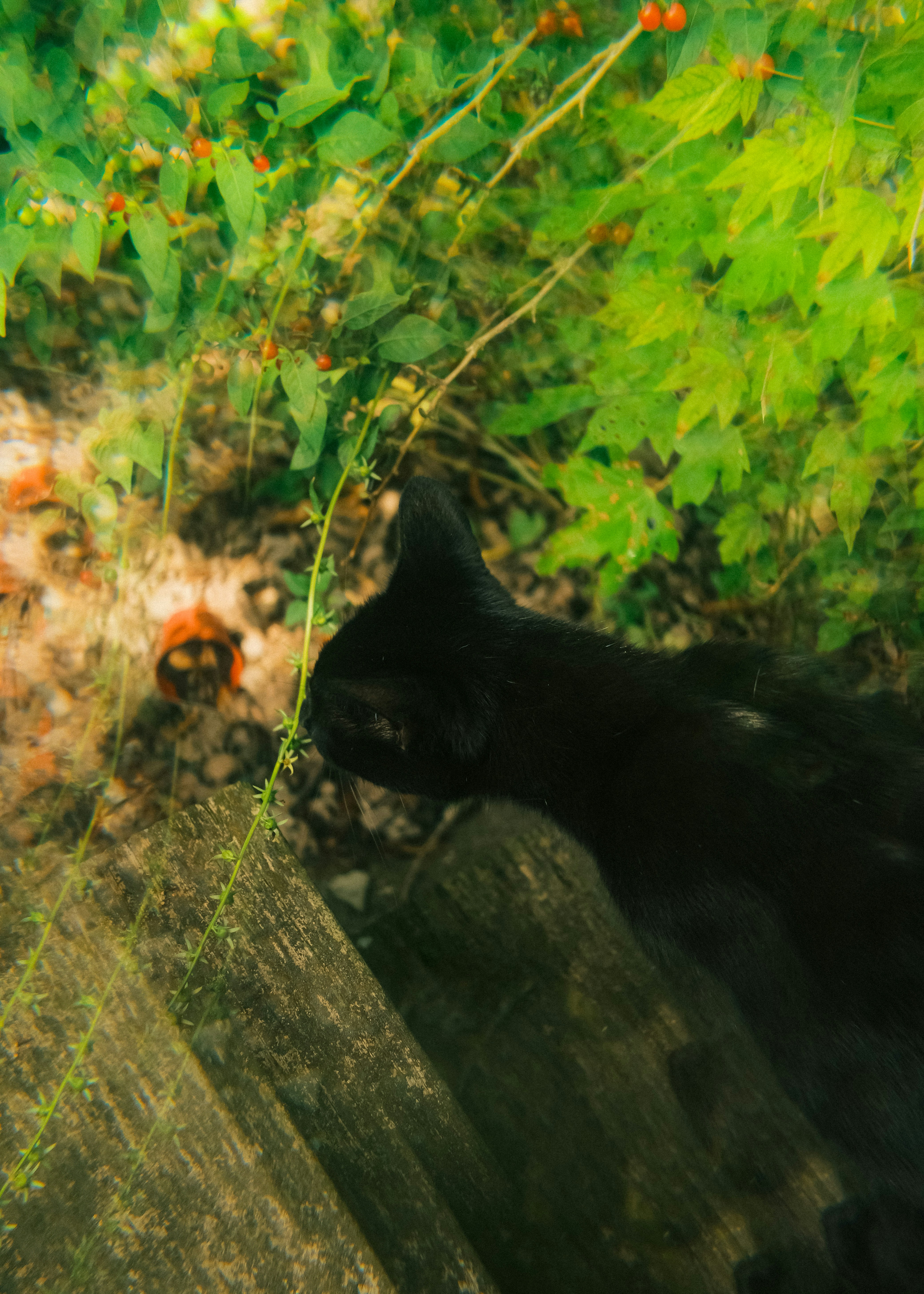 Midnight Shadow: A Black Cat Pauses Amid Emerald Vines