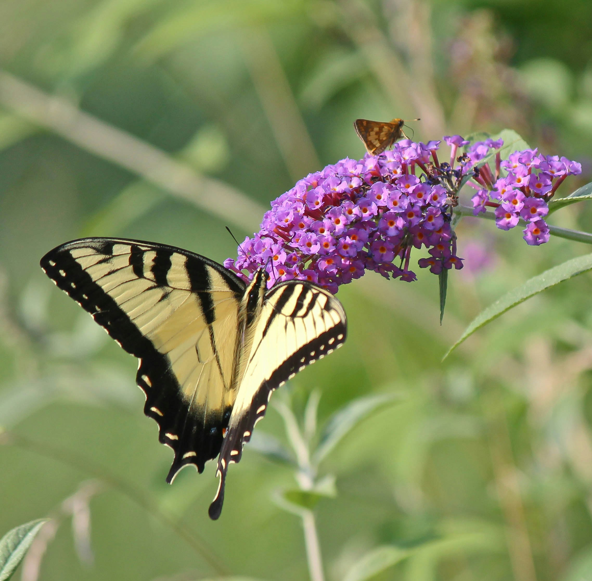 Butterfly at the Purple Bloom: A Moment of Delicate Contrast