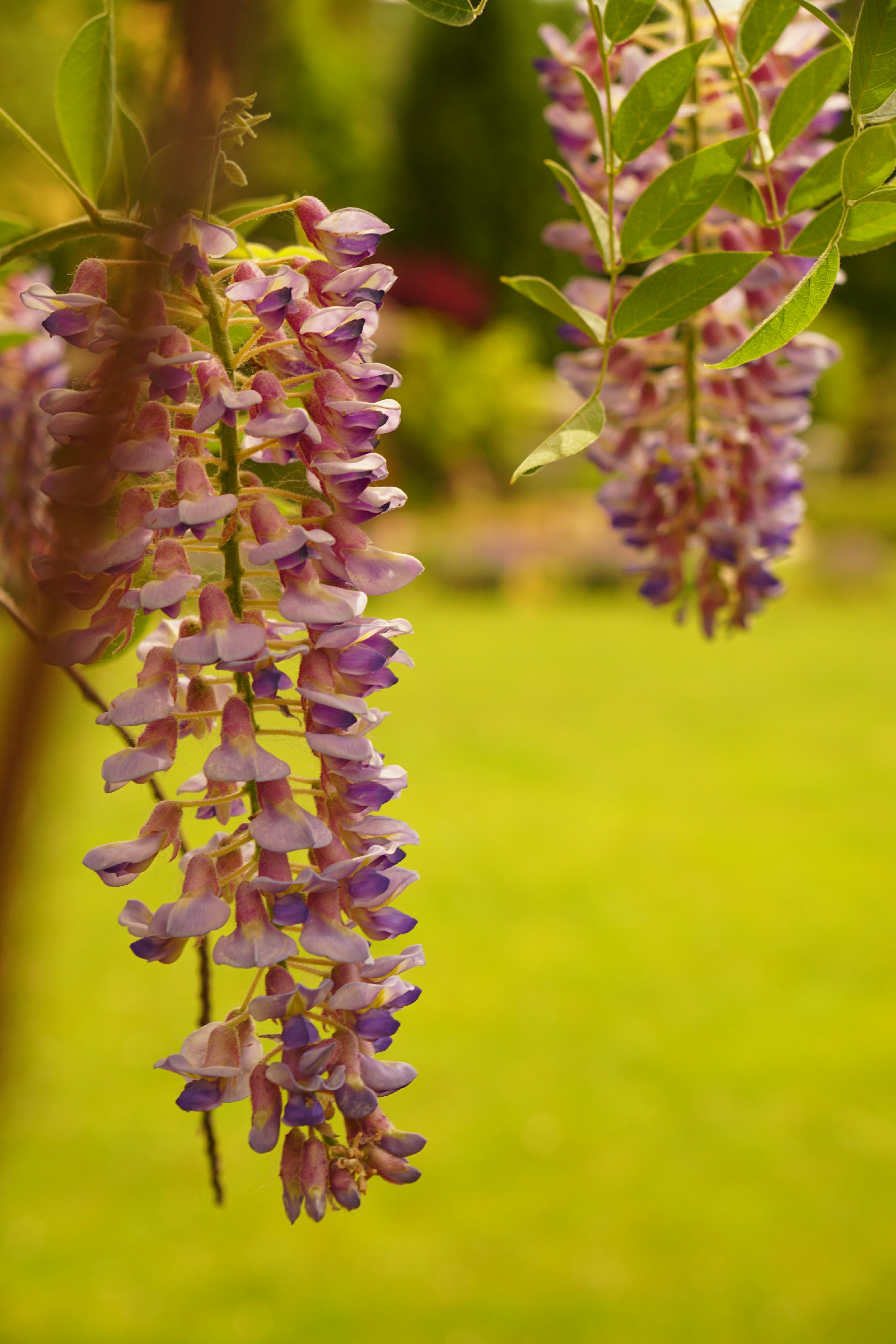 Lilac Cascade in Soft Afternoon Light