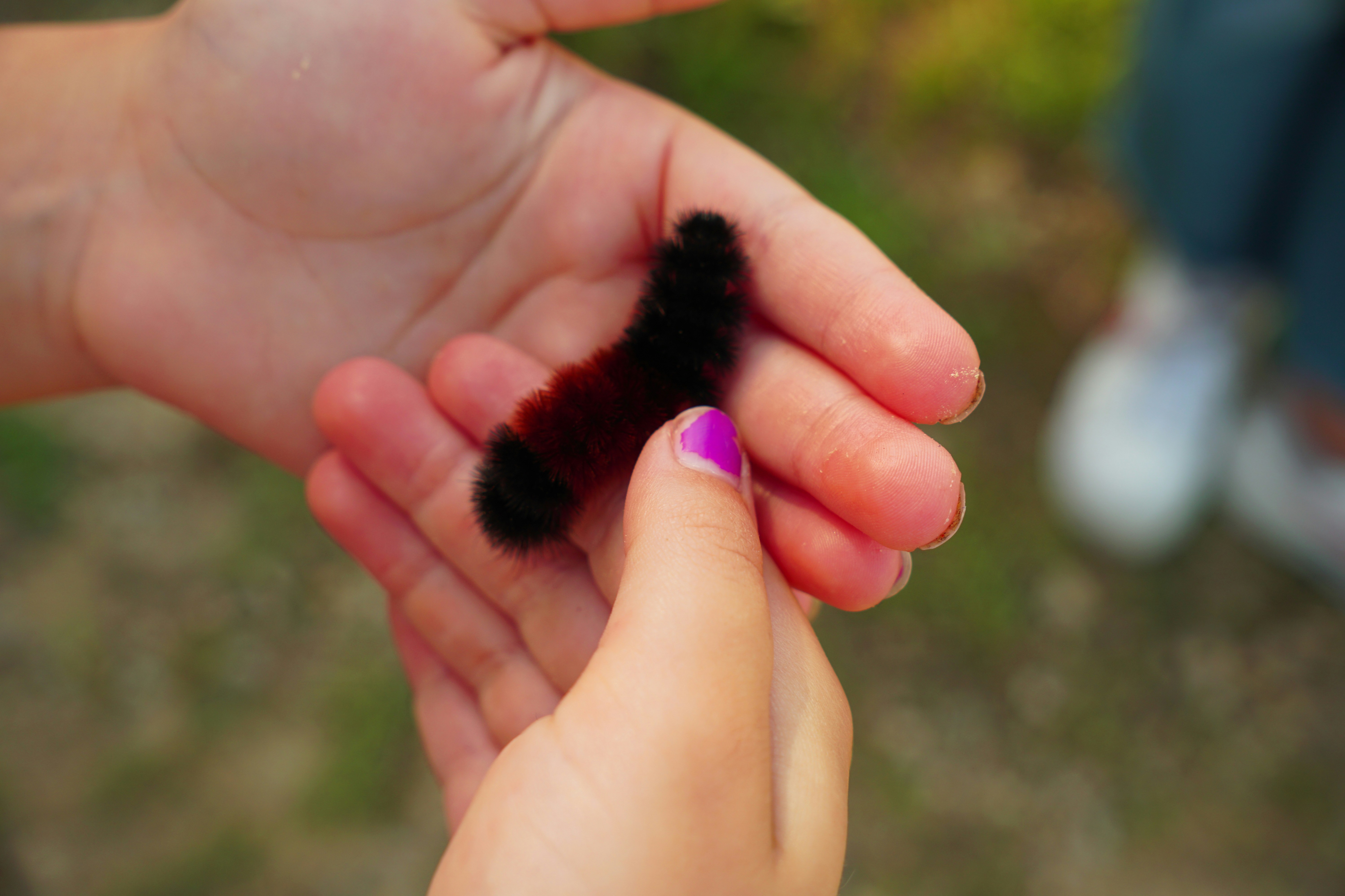 Close‑up of a child’s hands handling a fuzzy black caterpillar