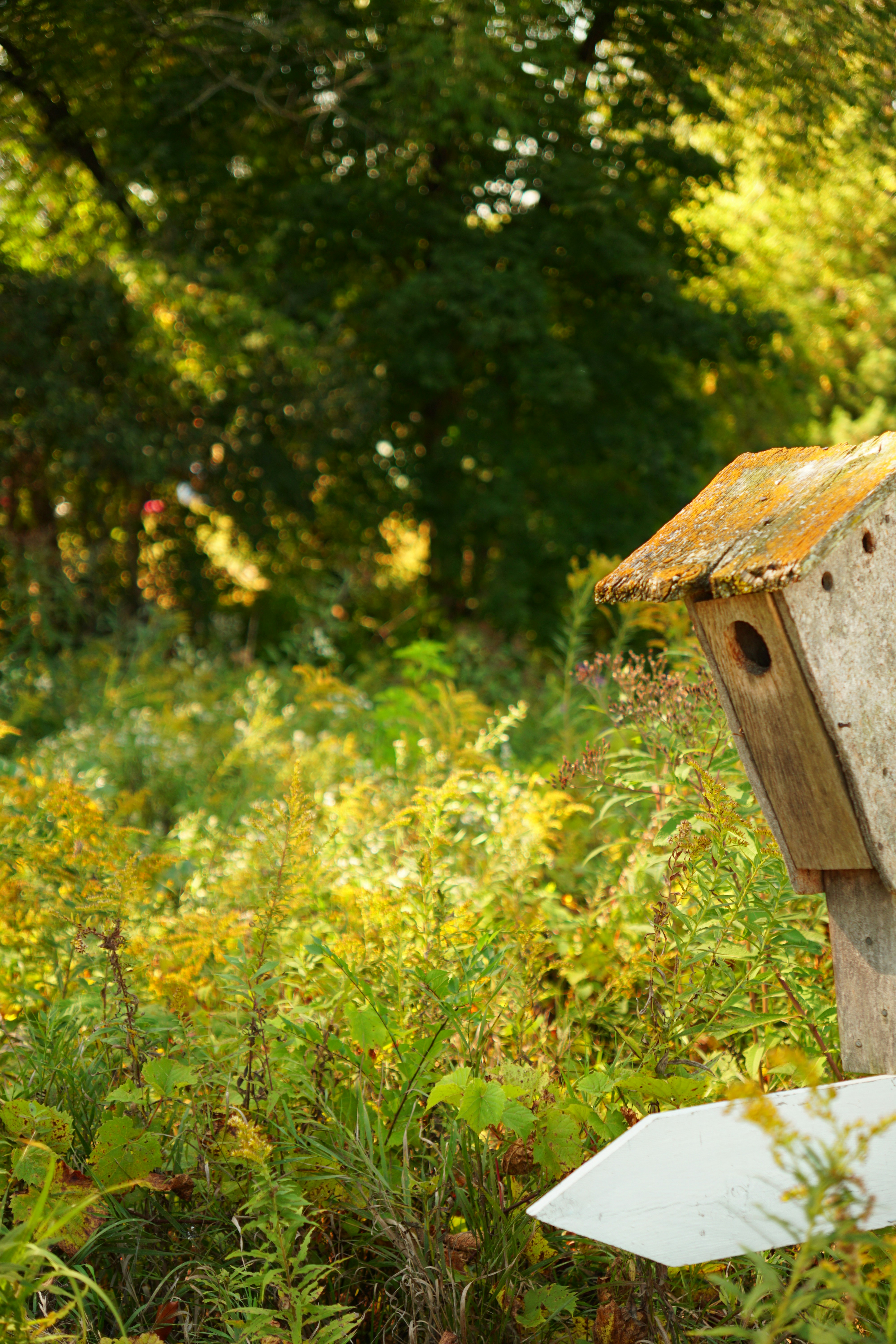 Weathered Birdhouse Against a Field of Wildflowers