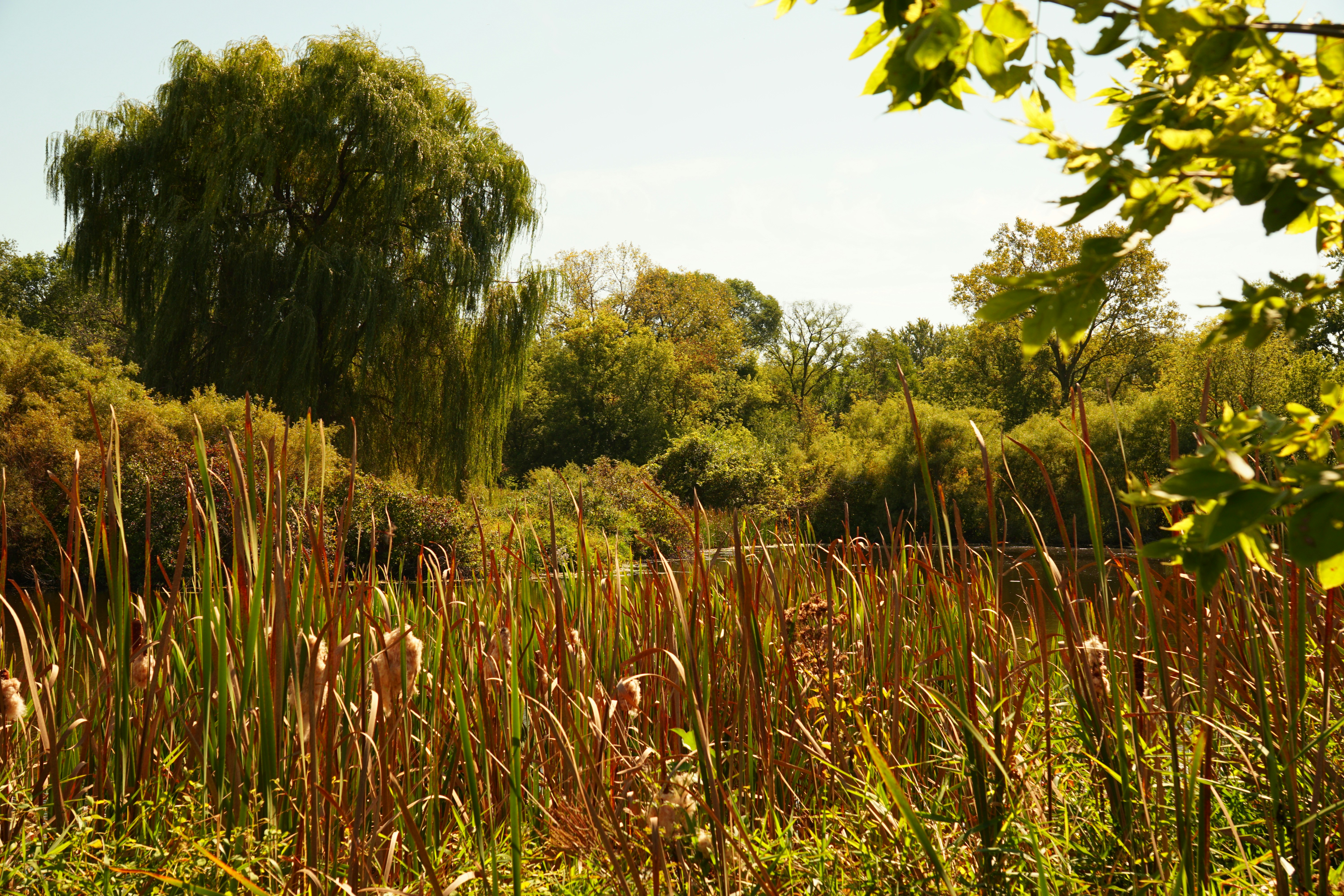 Marsh
