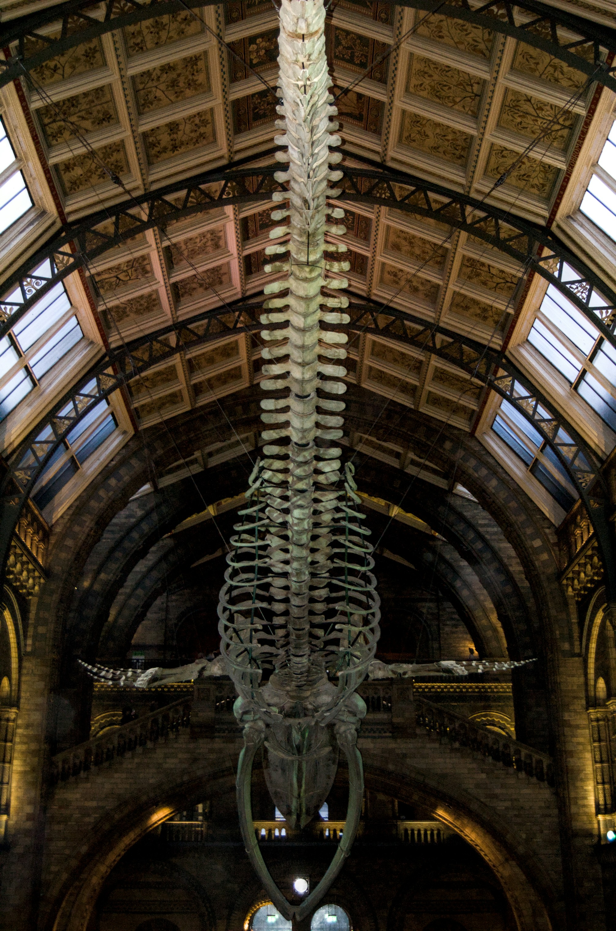 Long Spine of Time: A Mammoth Skeleton Reaches Toward the Vault