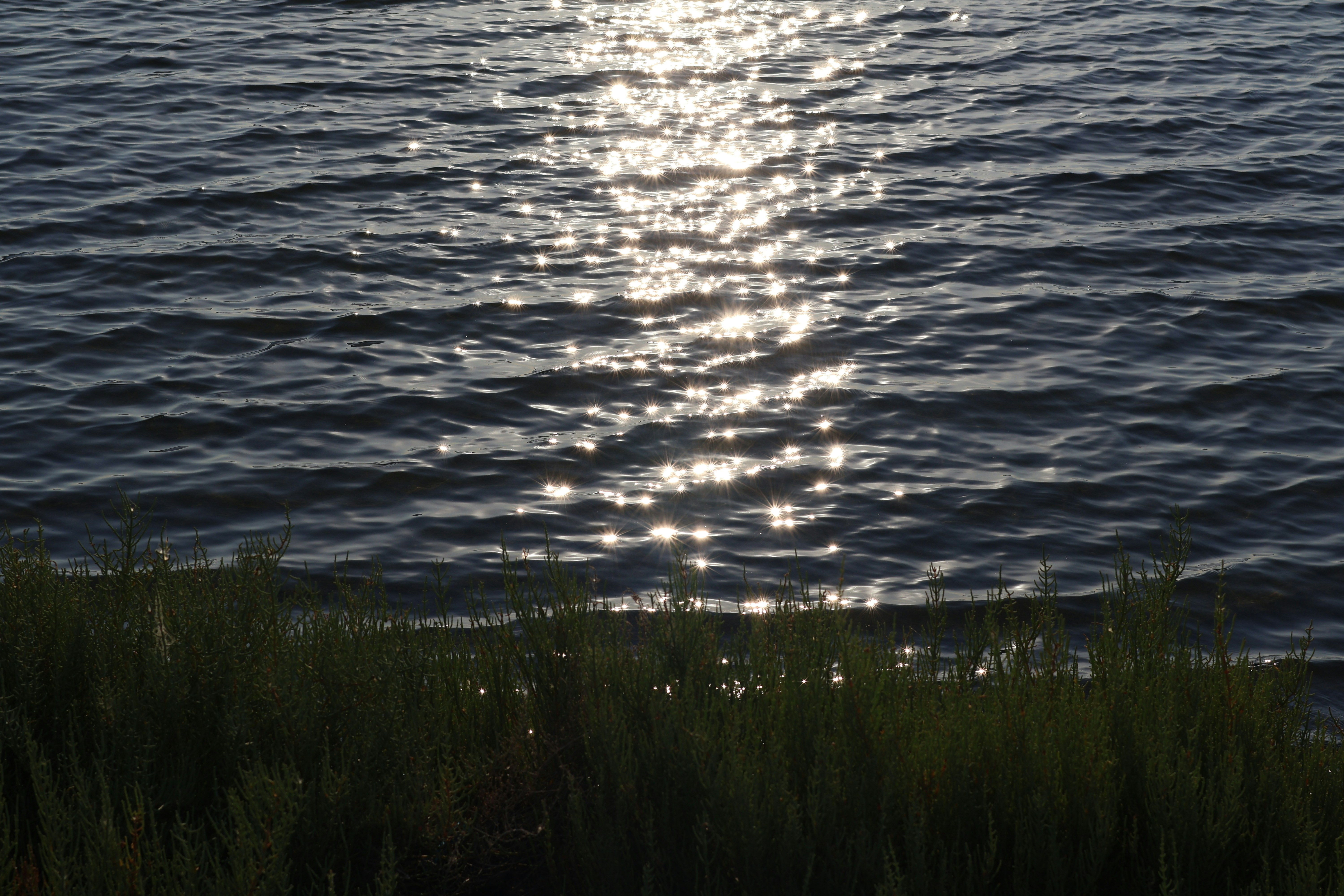 Sunlit Ripples: Edge of the Lake with Reedy Shore