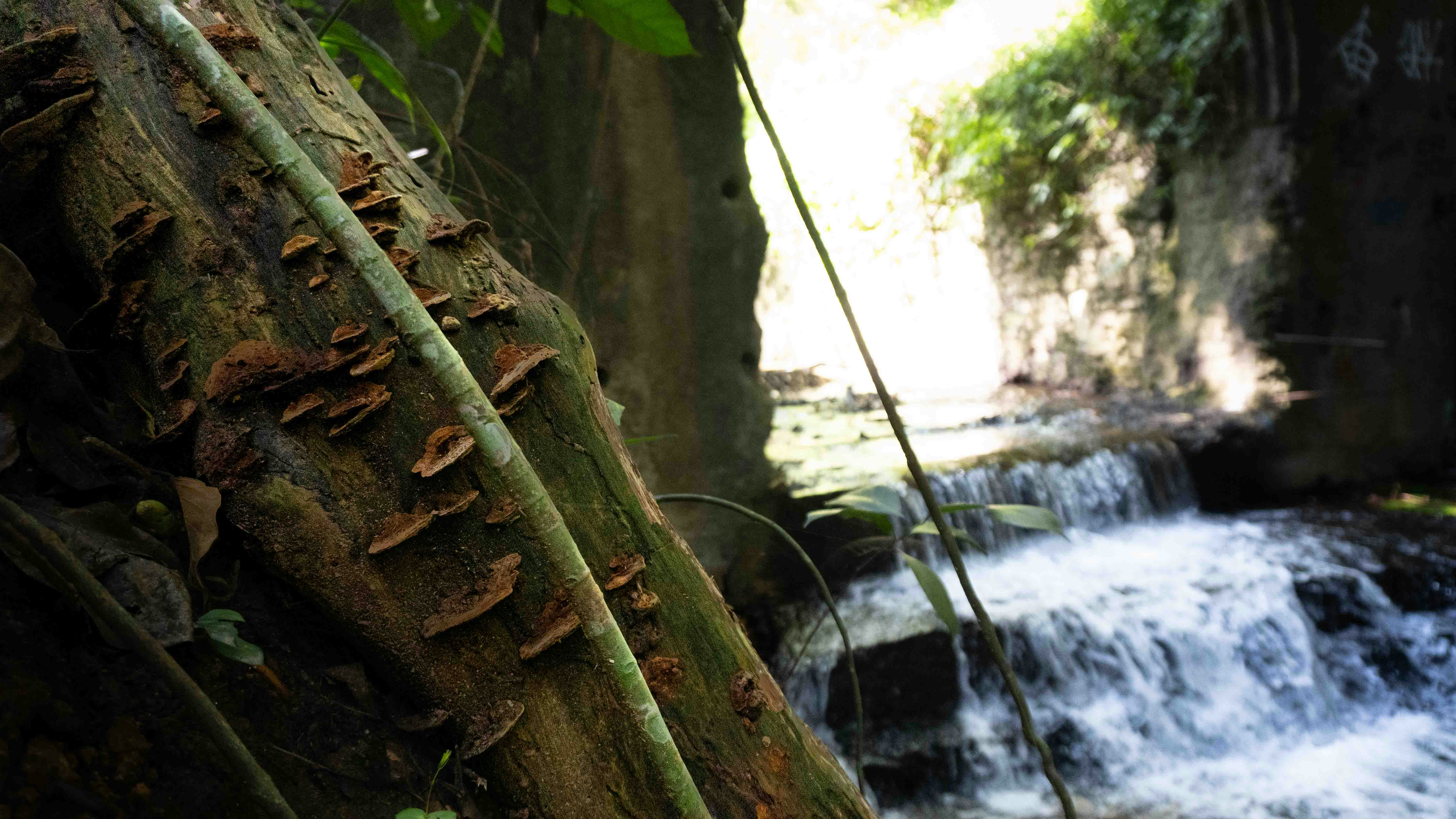 Woodland Cascade: Light Filtering Through Mossy Trunk and Tiny Falls