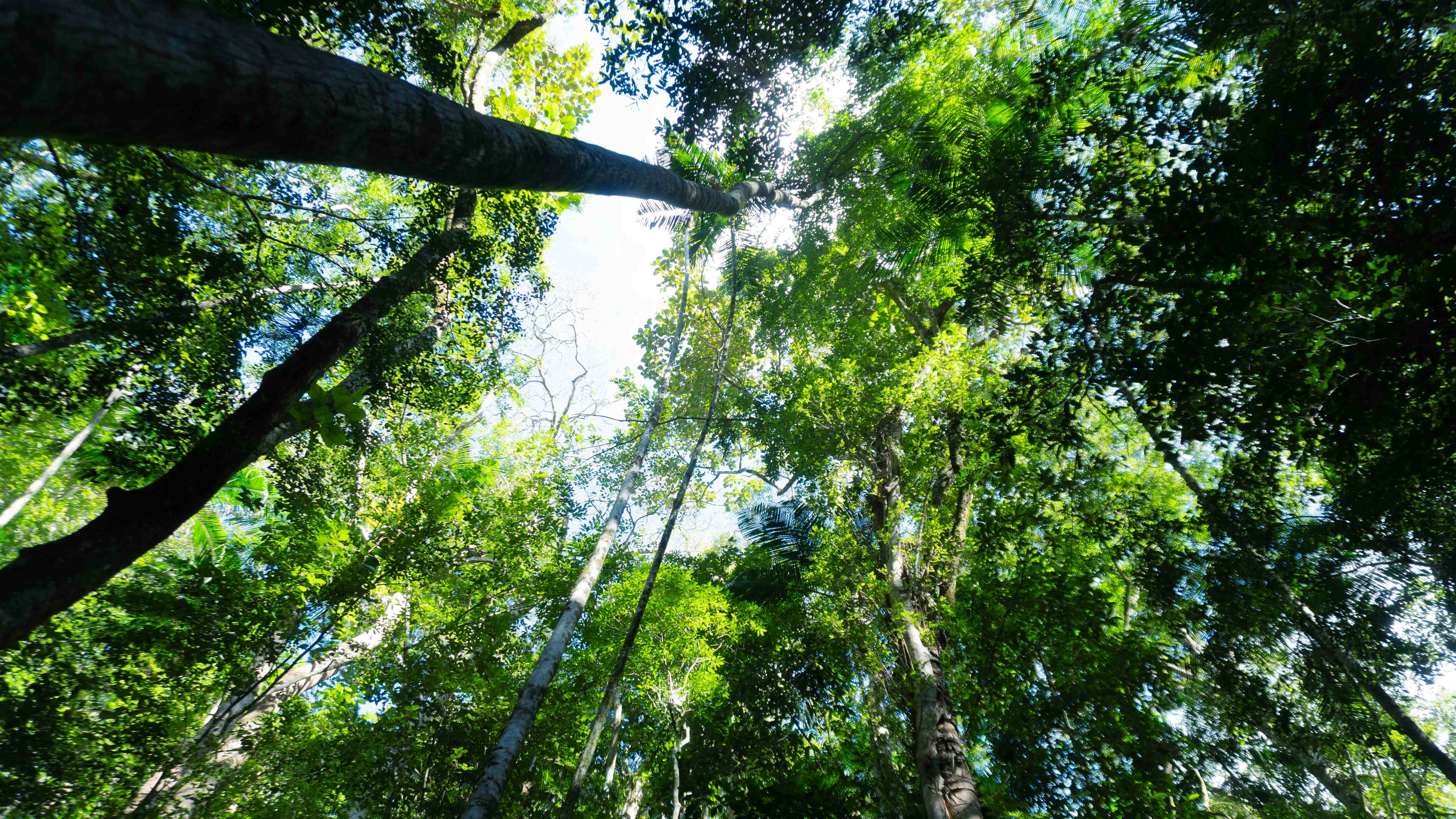 Sunlit canopy: a forest roof of emerald light