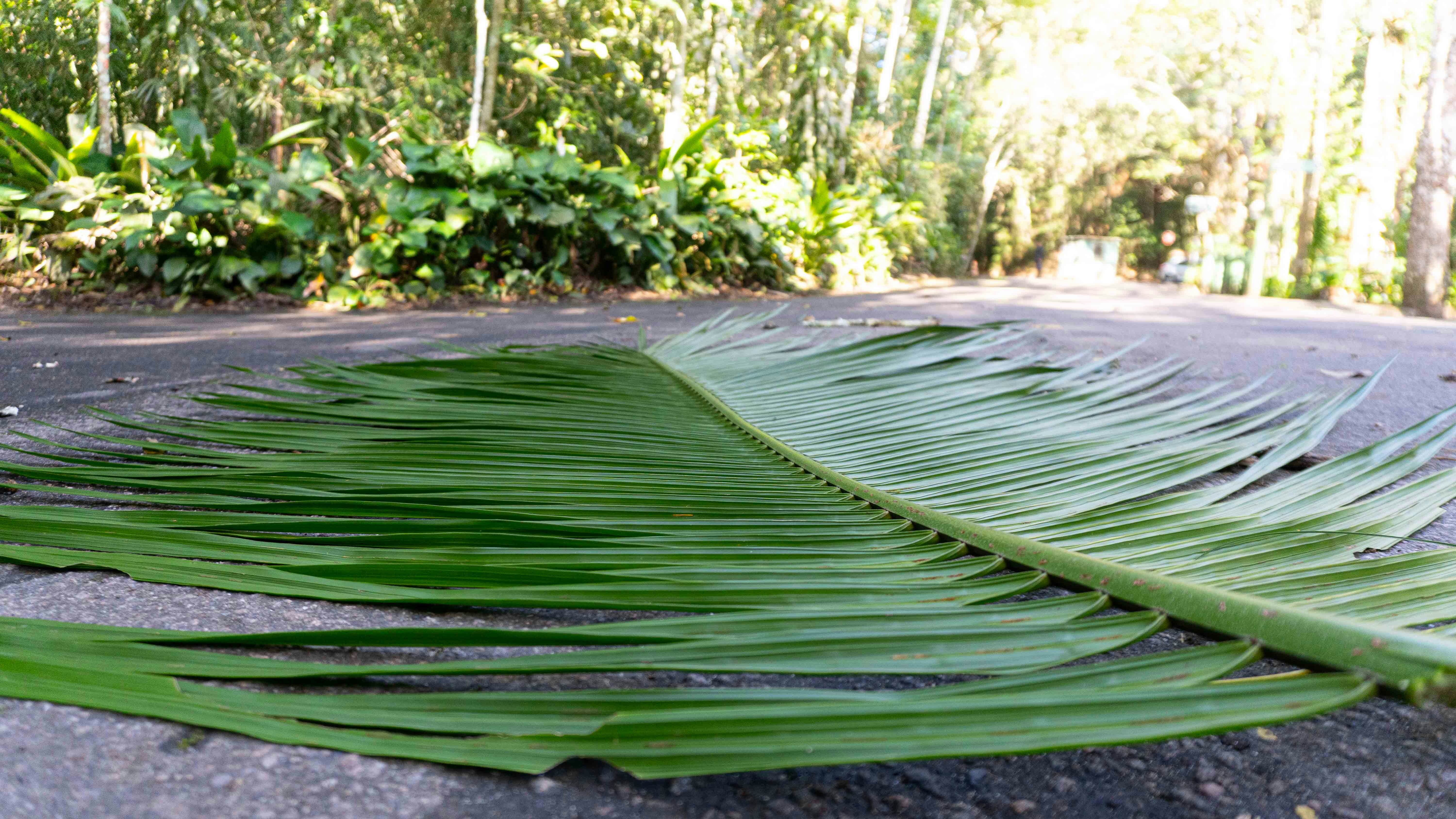 Low-Angle Palm Fern: A Quiet Park Moment on a Sunny Road