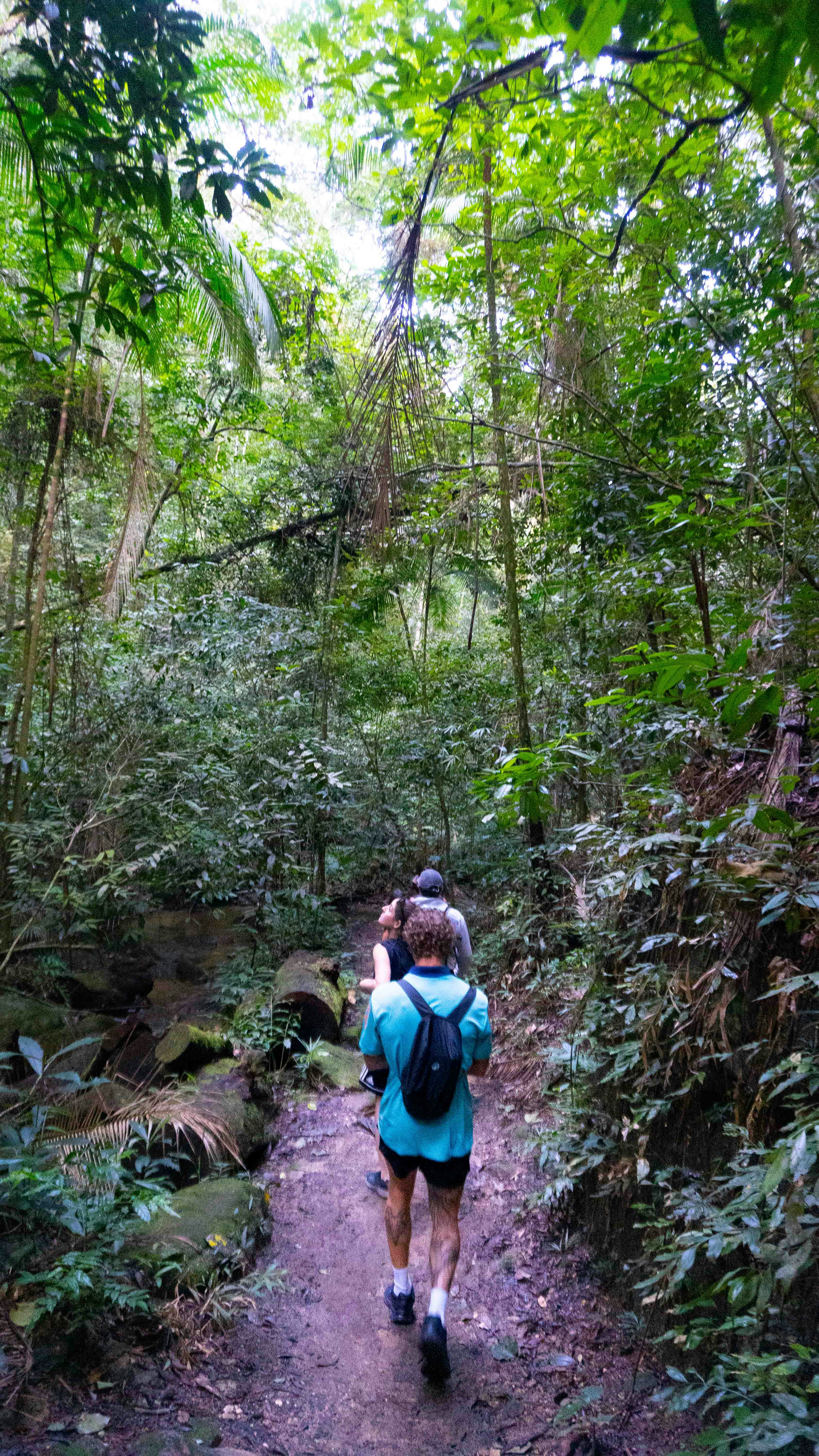 Ridgebound Trail: A Quiet Ascent Through Rainforest Corridors