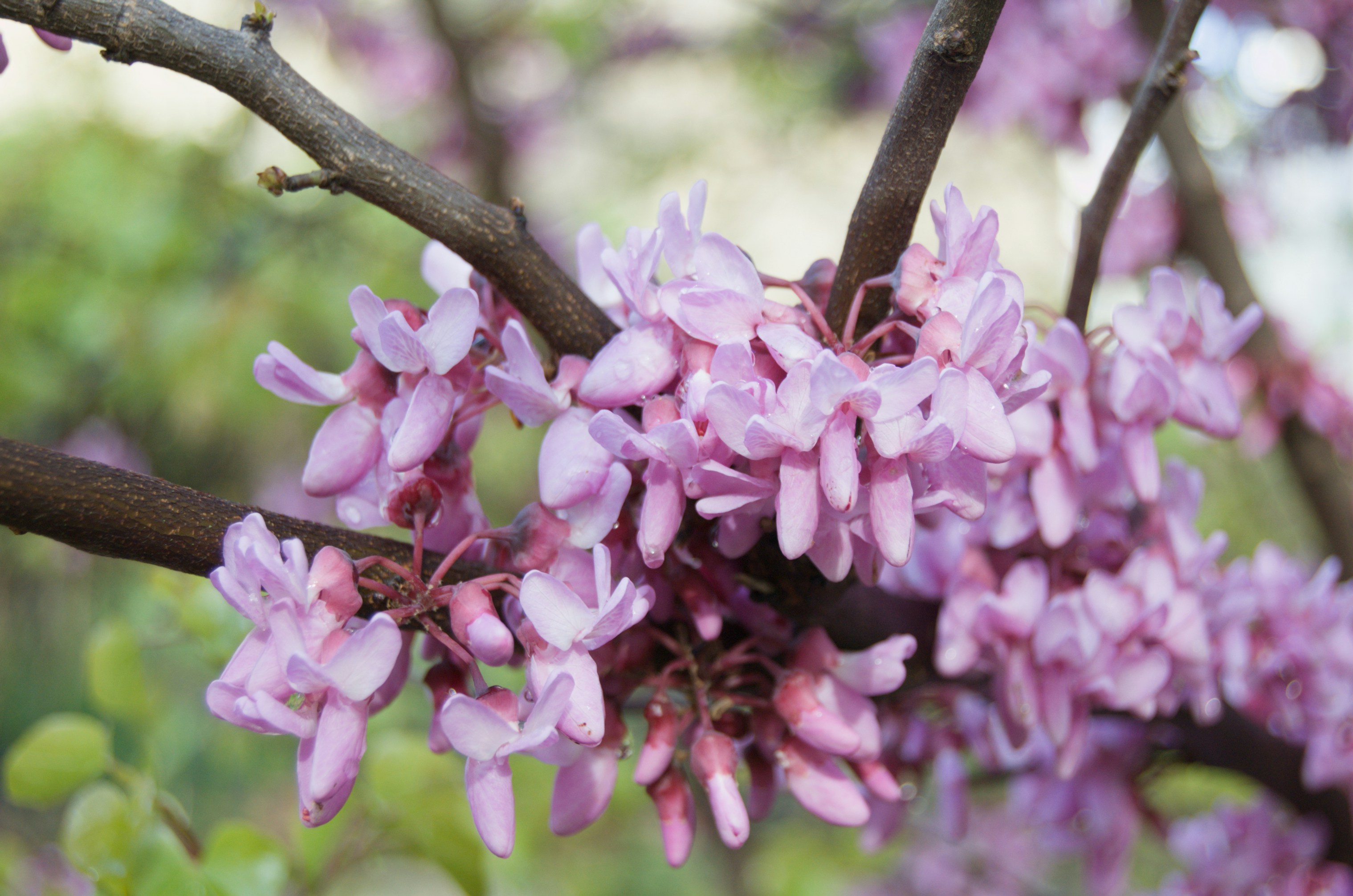 Lavender Blossom Cluster: A Quiet Spring Moment on Twisted Branches