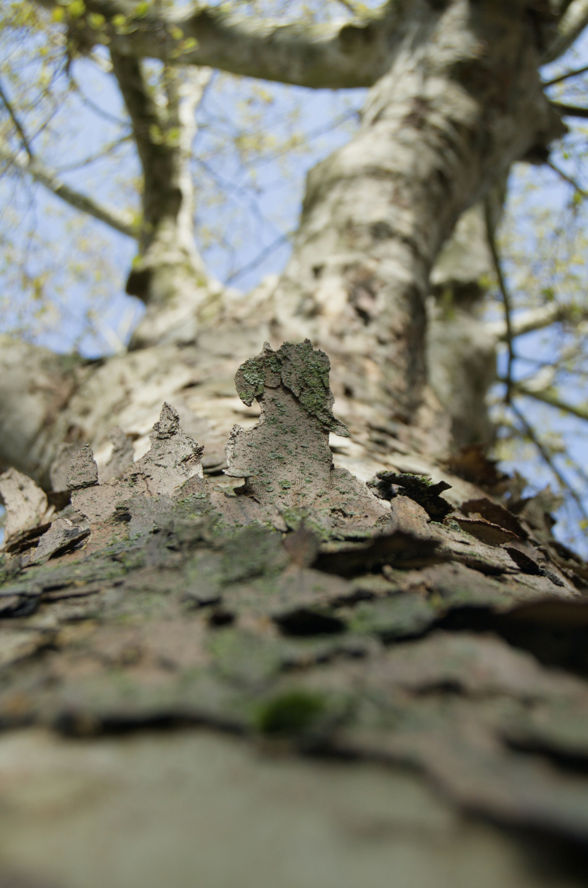 Bottom-Up Bark: A Moss-Covered Tree Trunk Reaching Toward Light